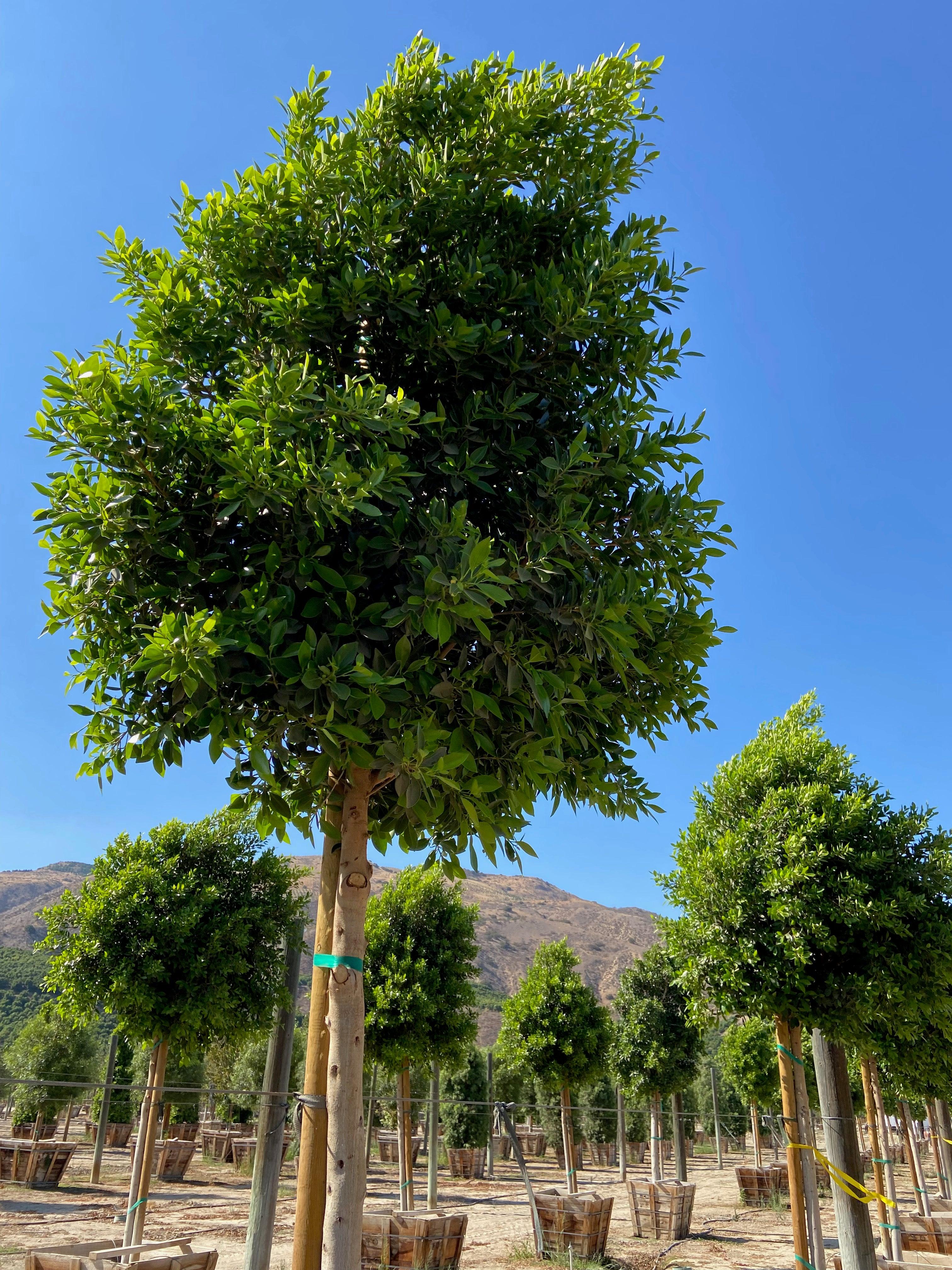 Indian Laurel Tree Ficus Nitida Yardwork