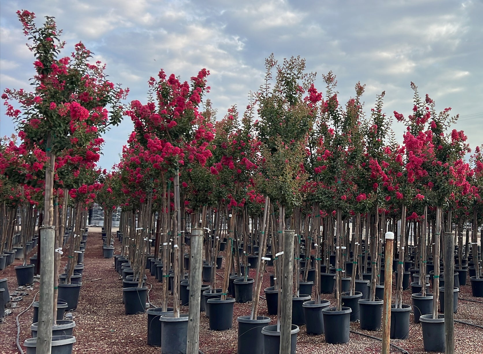 Tuscarora Crape Myrtle - Lagerstroemia indica x fauriei 'Tuscarora' – Yardwork