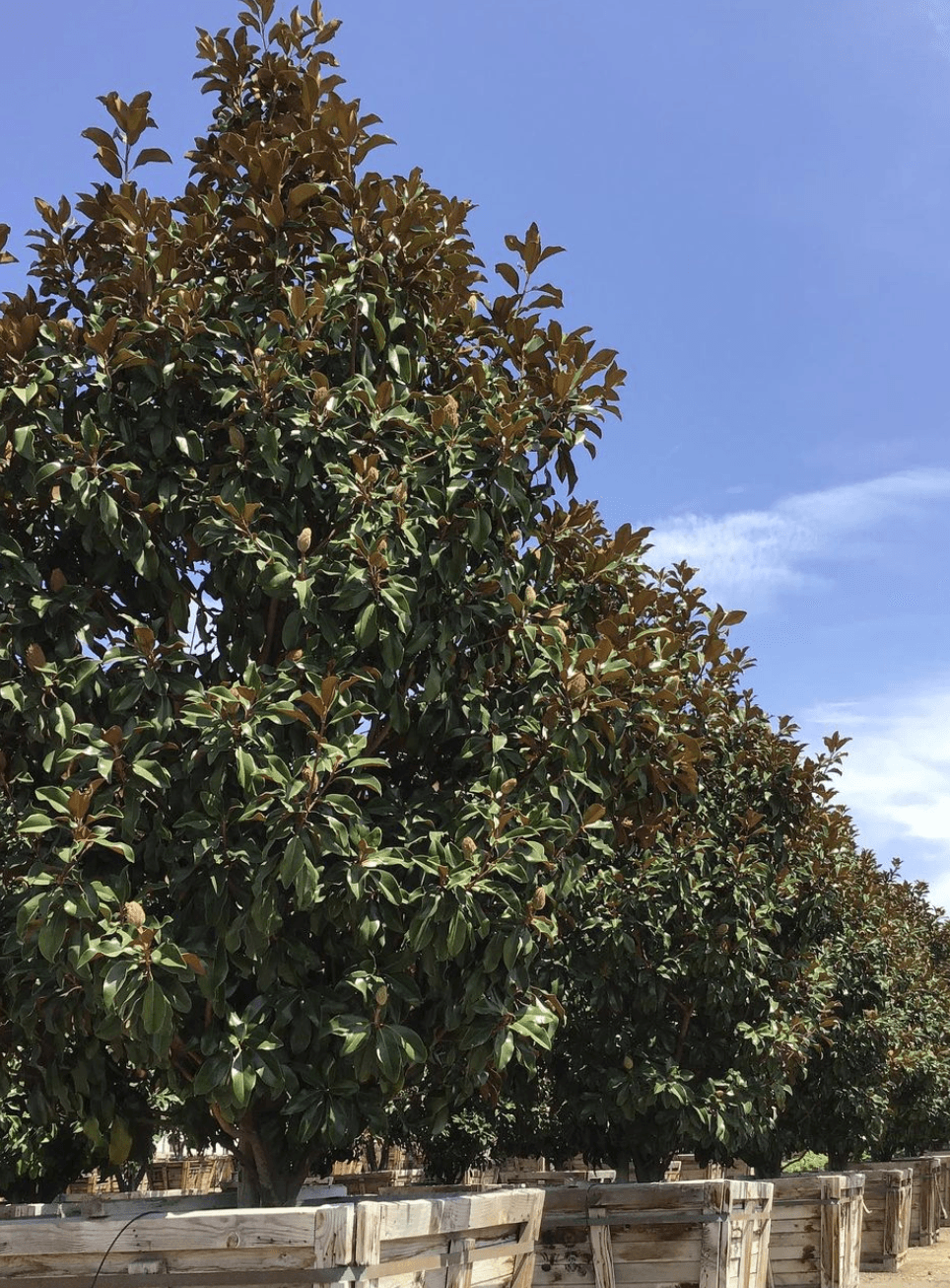 southern magnolia tree pics