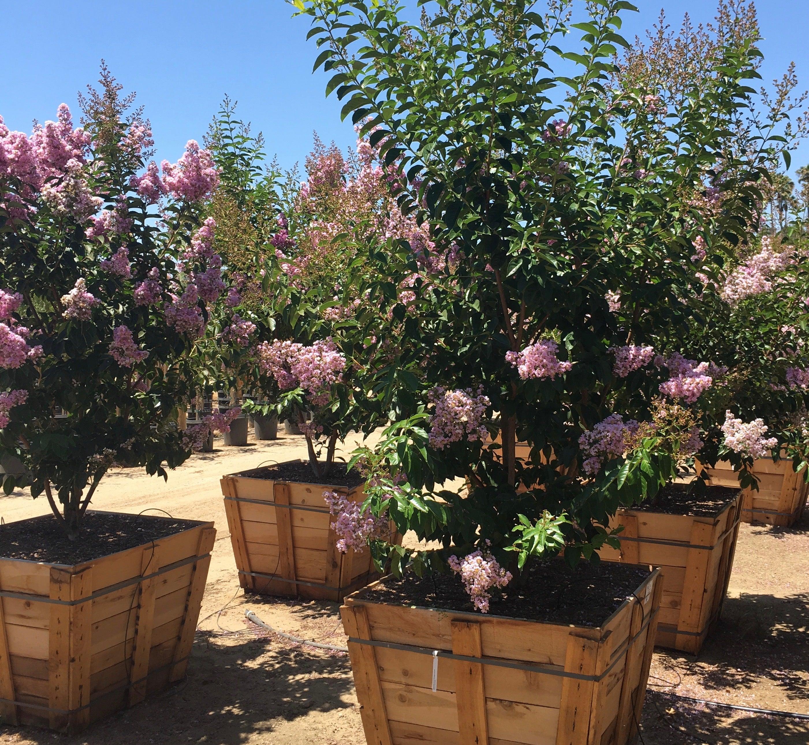Muskogee Crape Myrtle for Sale | Lagerstroemia indica x fauriei ‘Muskogee’ – Yardwork