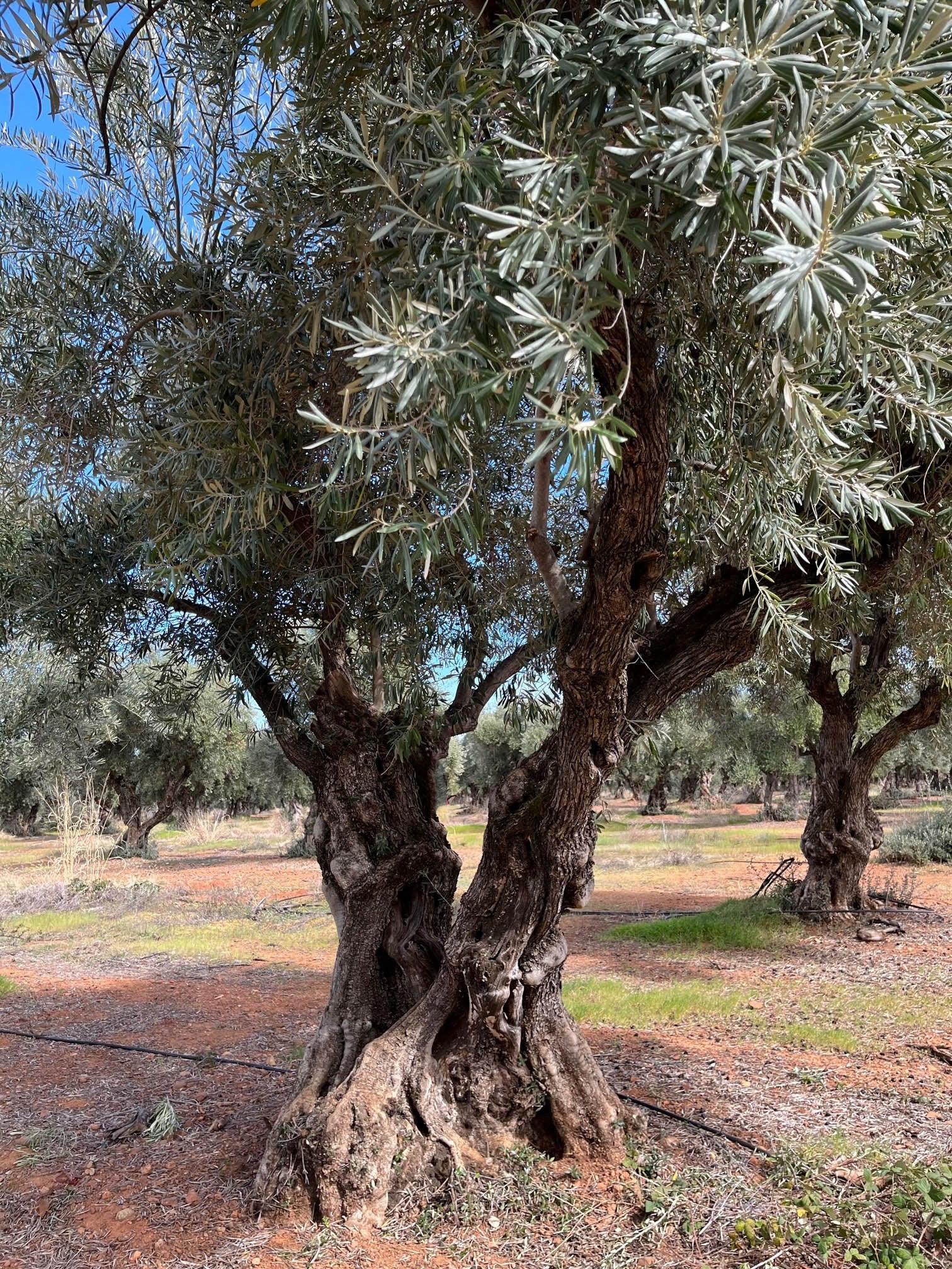 Barouni Olive Tree – Yardwork