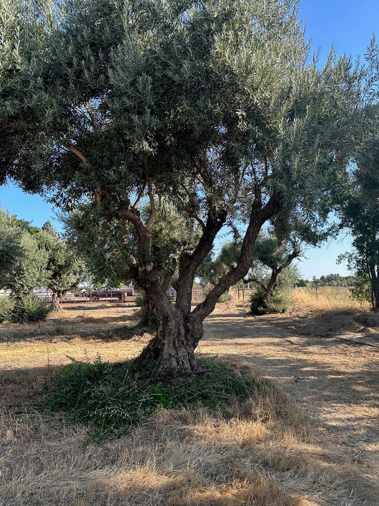 Sevillano Olive Tree for Sale | 100+ Year Old Olive Trees for Sale ...