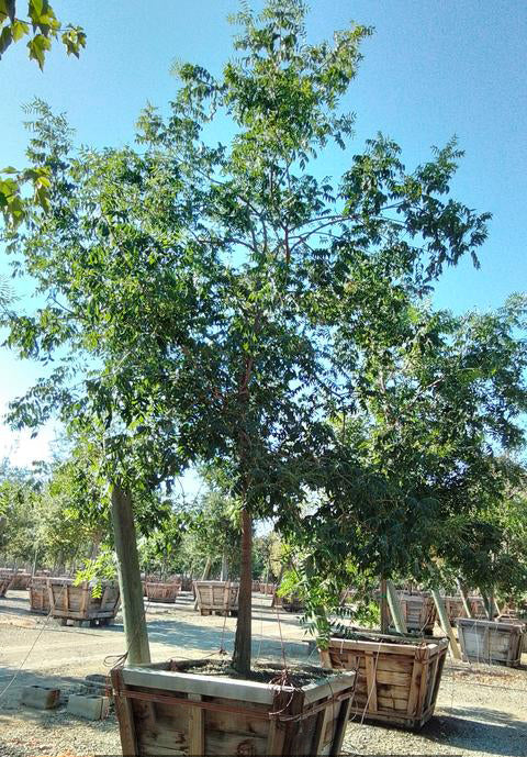 Large Chinese Pistache Tree for Sale - Pistacia chinensis – Yardwork