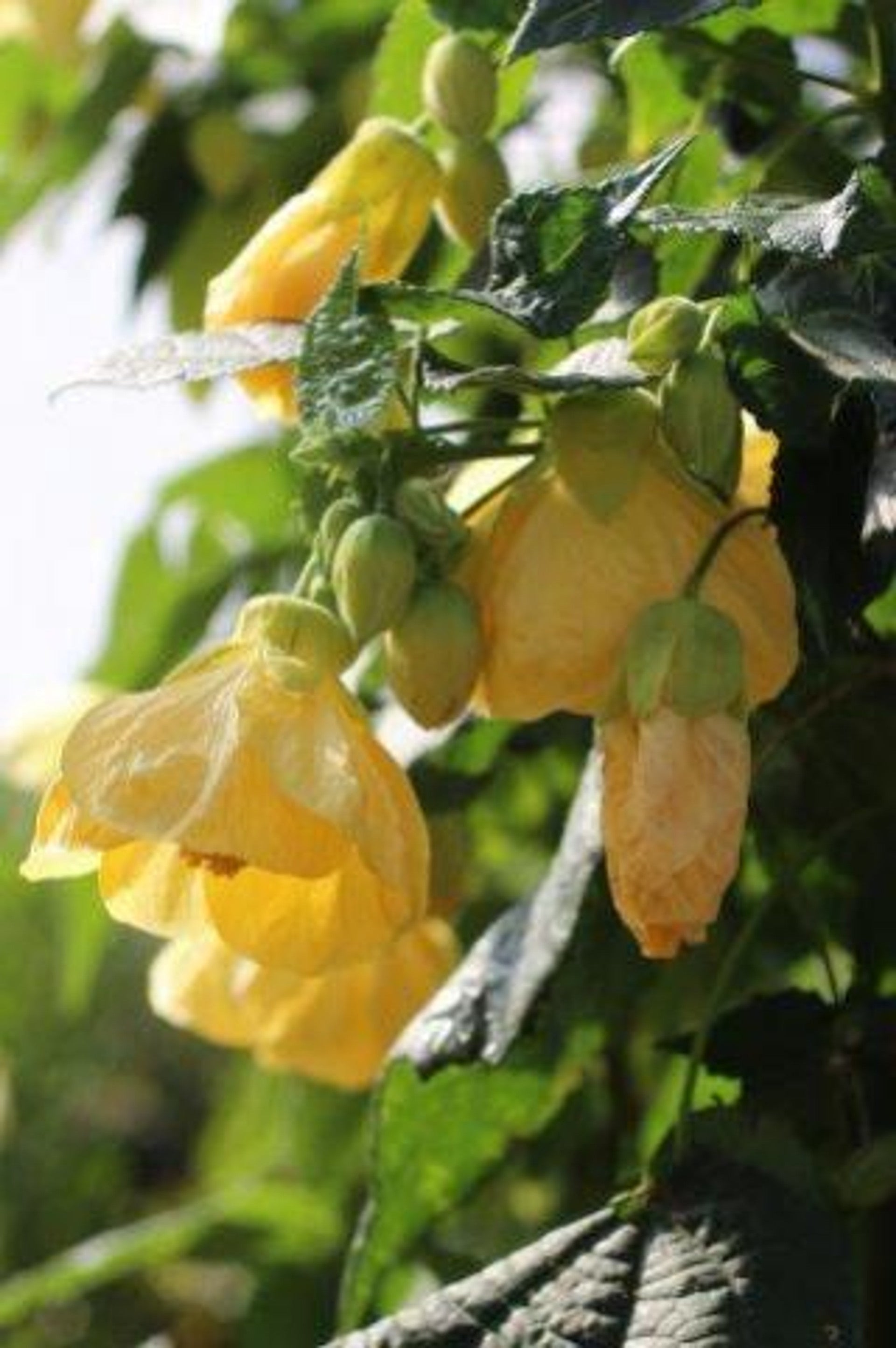 Buy Flowering Maple Abutilon 'Moonchimes' (Yellow) – Yardwork