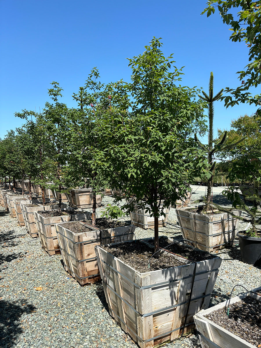Paperbark Maple - Acer griseum – Yardwork