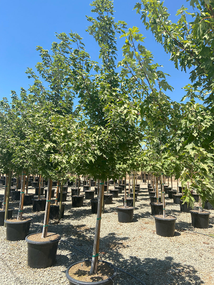 Bowhall Maple - Acer rubrum 'Bowhall' – Yardwork