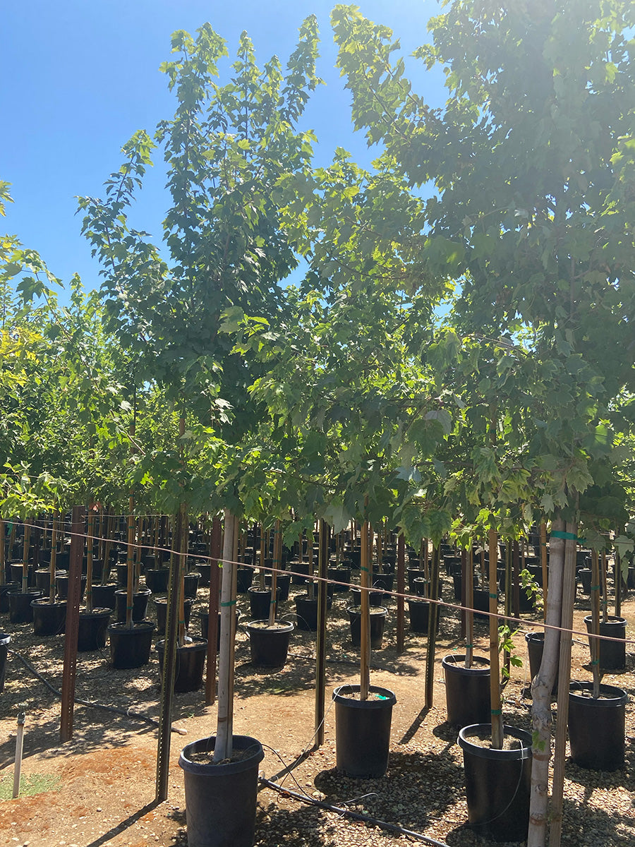 Flashfire Maple - Acer saccharum Flashfire® – Yardwork