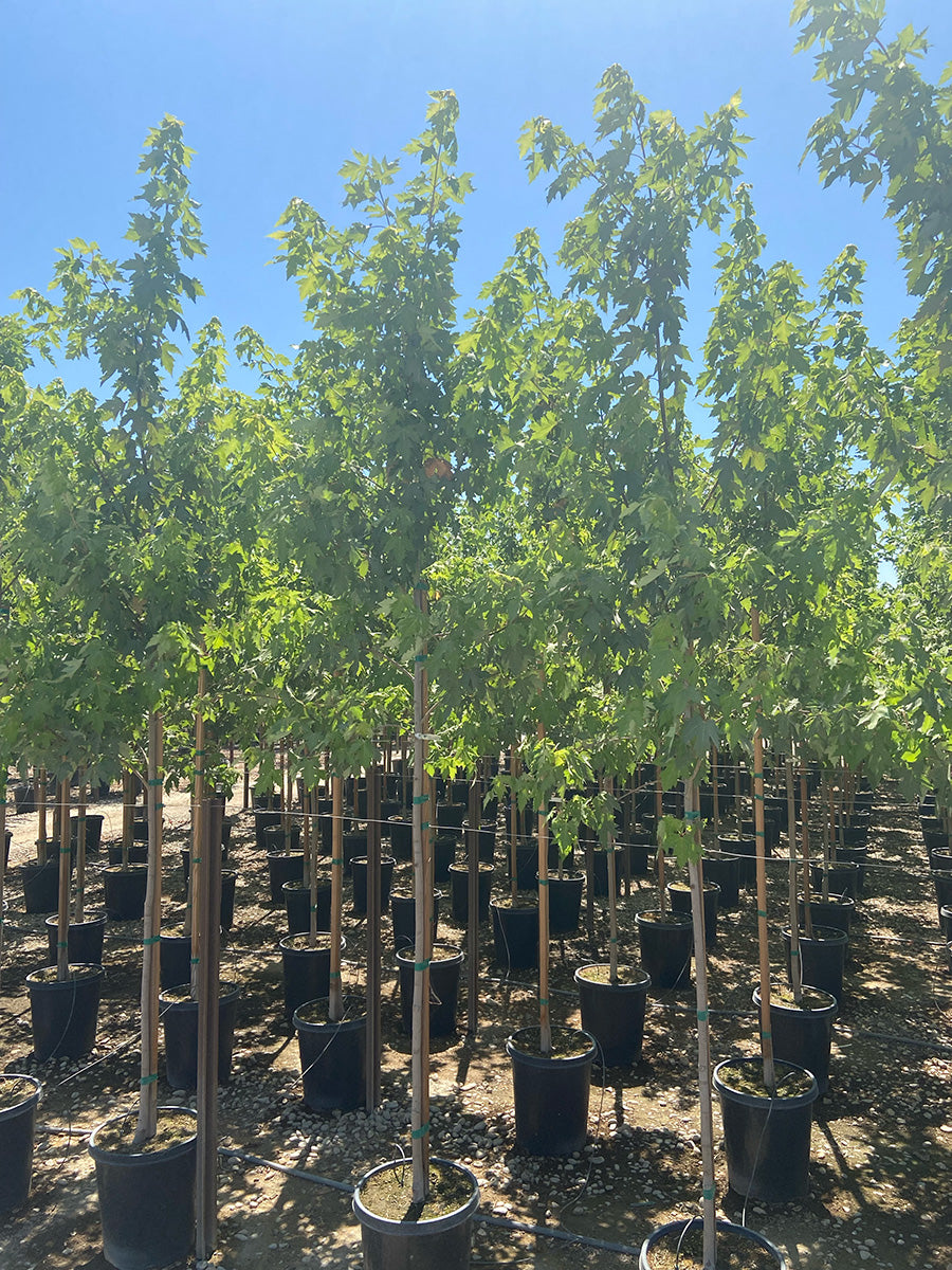 Highland Park Maple - Acer grandidentatum saccharum Highland Park ...
