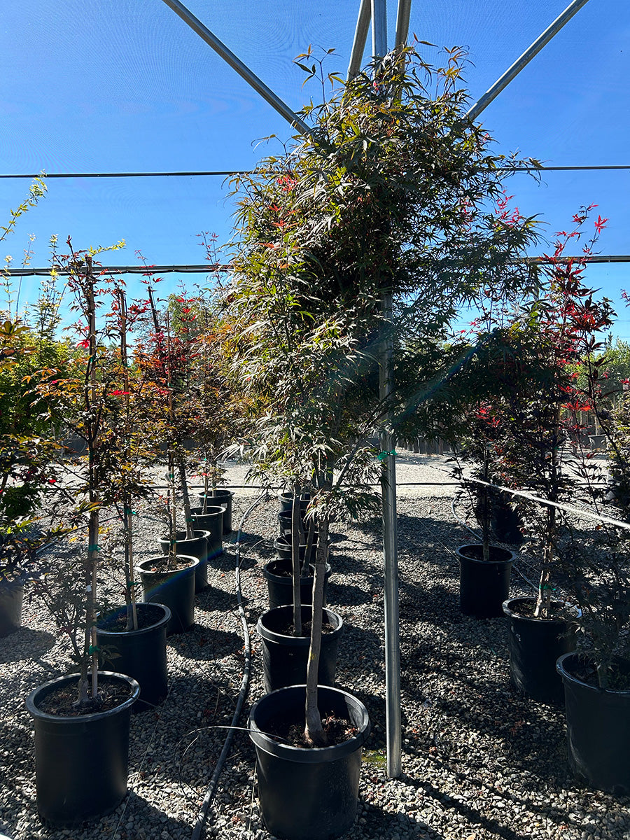 Hubb's Red Willow Japanese Maple - Acer palmatum 'Hubb's Red Willow ...