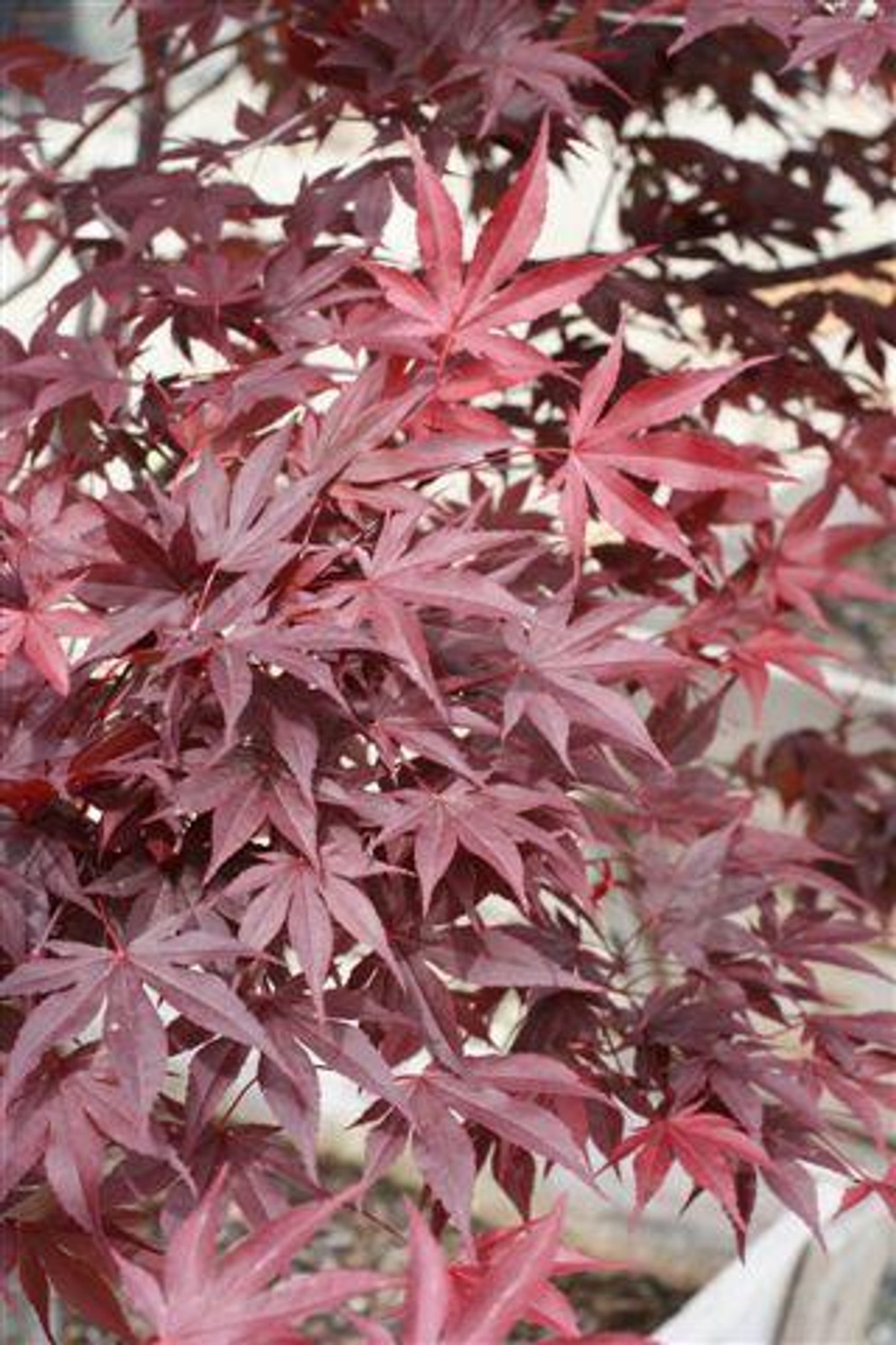 Fireglow Japanese Maple - Acer palmatum 'Fireglow' – Yardwork
