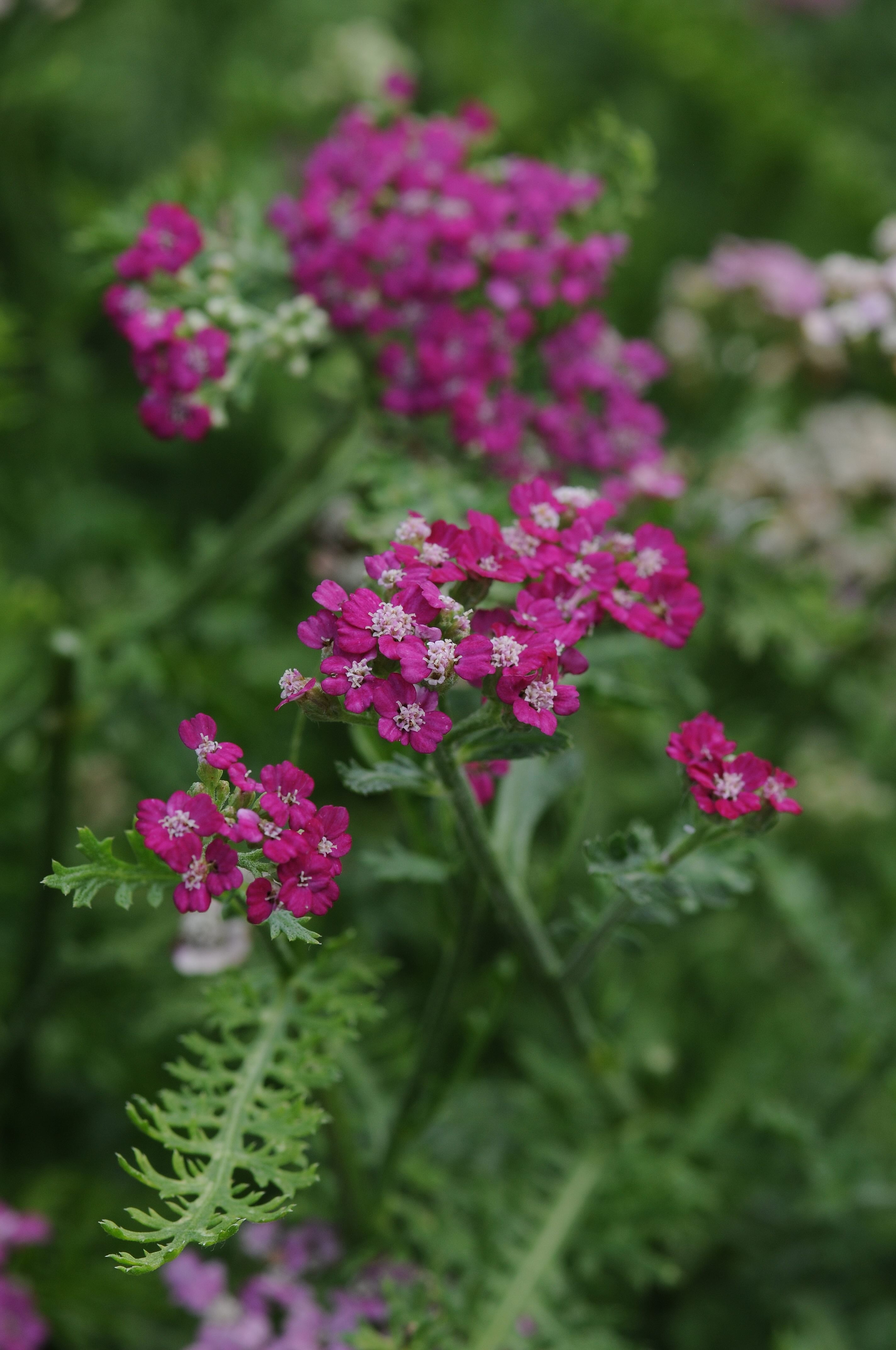 Rosa Maria Yarrow - Achillea millefolium 'Rosa Maria' (Dark Pink ...