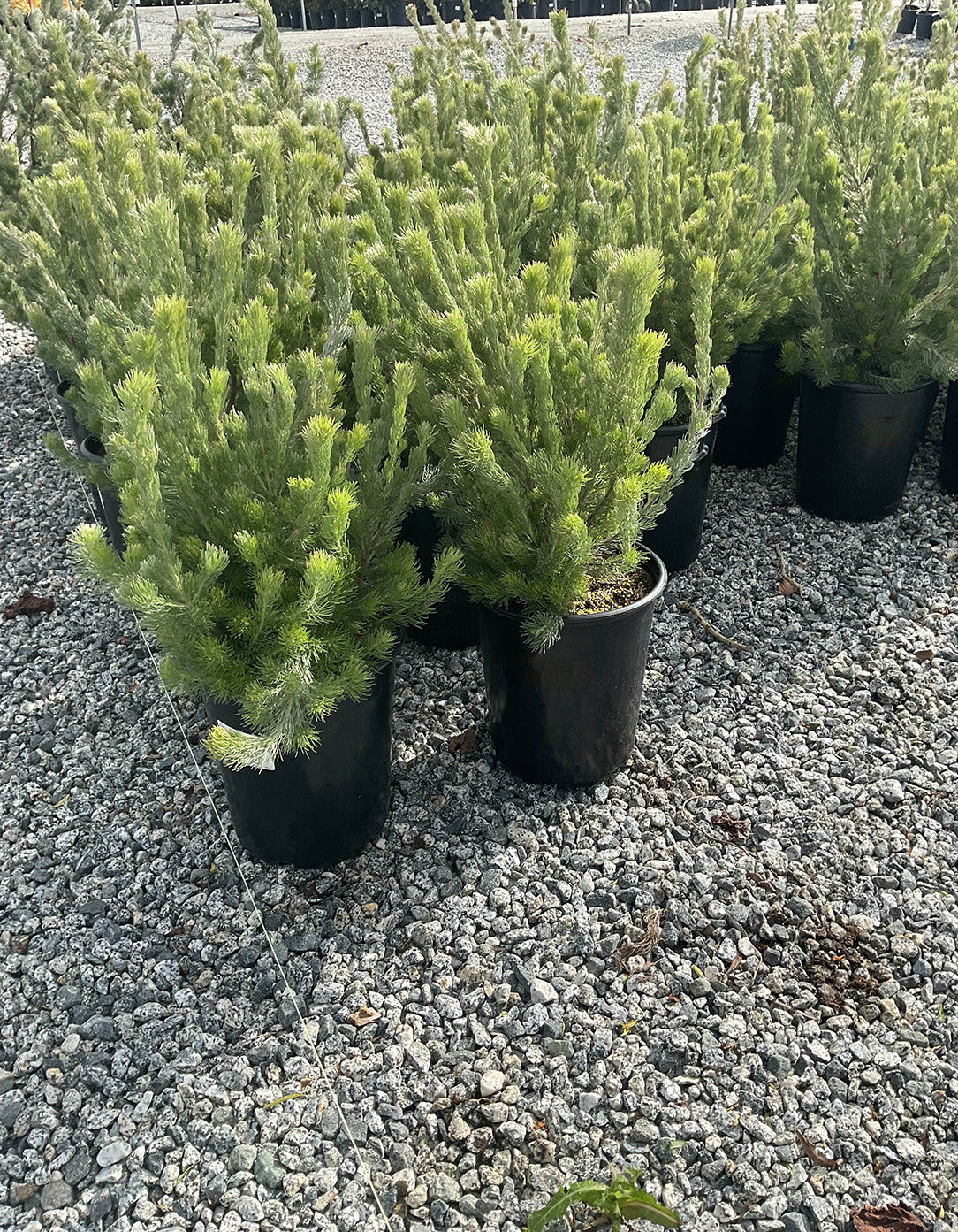 Woolly Bush - Adenanthos sericeus – Yardwork