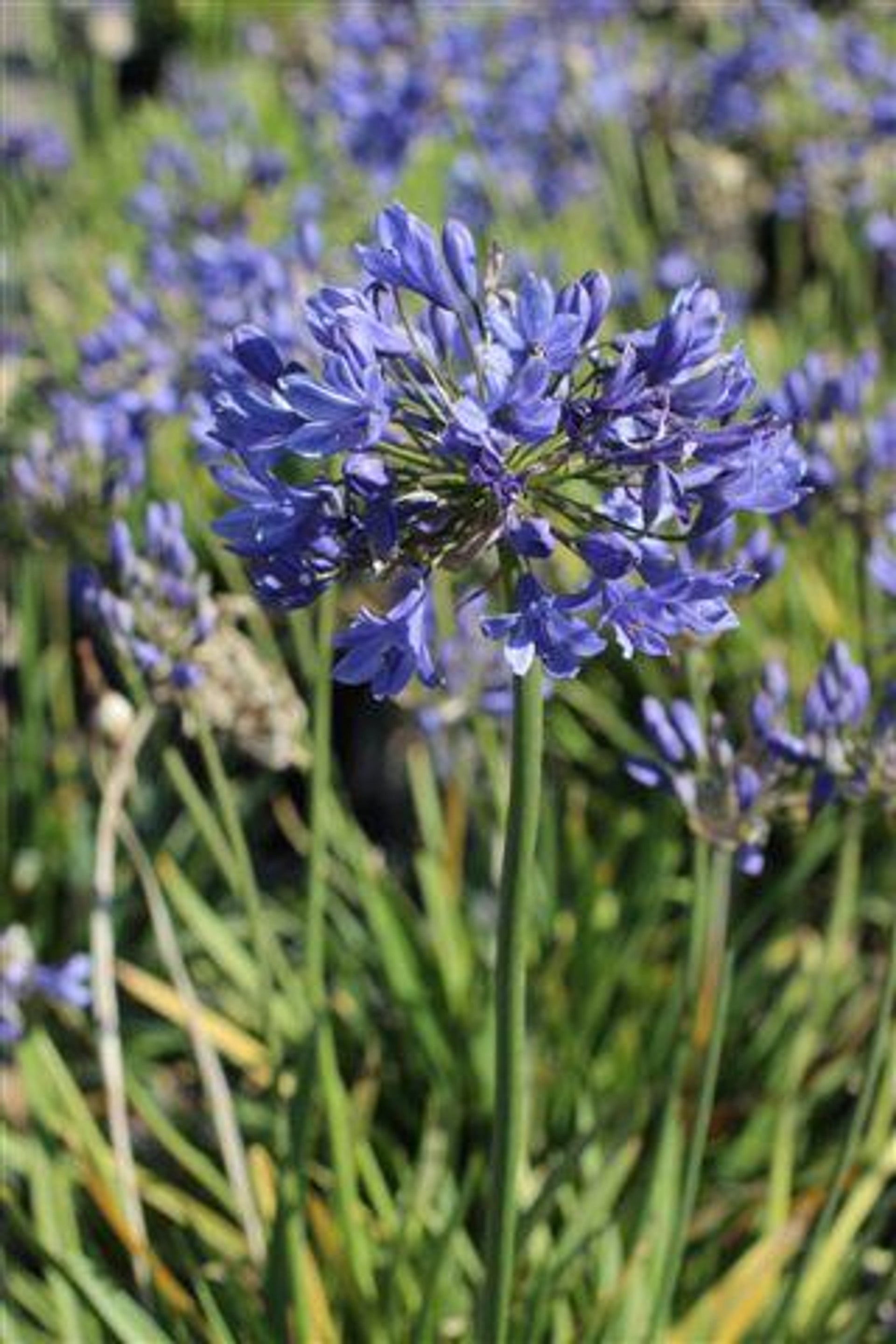 Ever Sapphire Lily of the Nile - Agapanthus Ever Sapphire™ – Yardwork