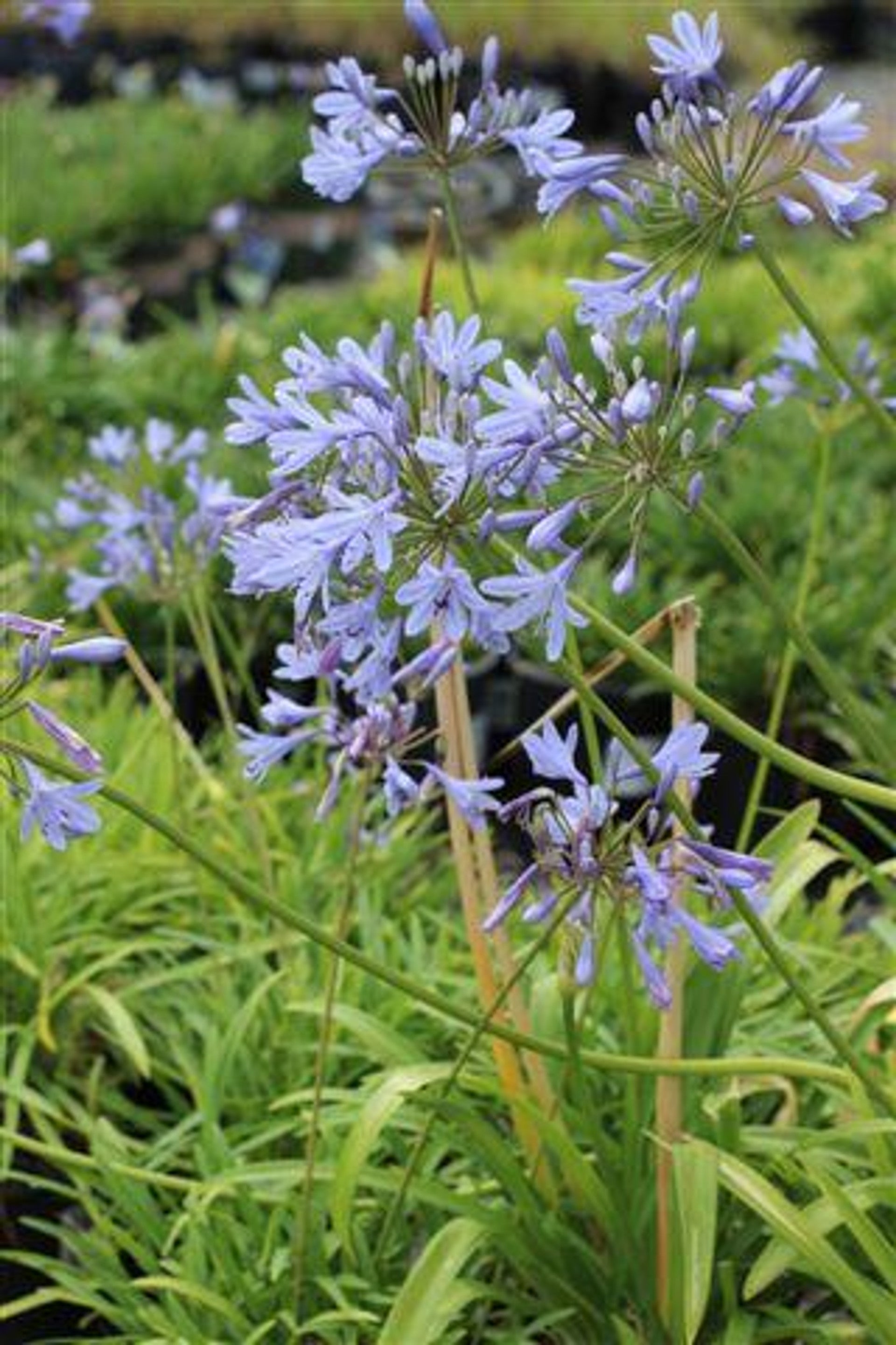 Queen Anne White Lily of the Nile - Agapanthus 'Queen Anne' (Blue ...