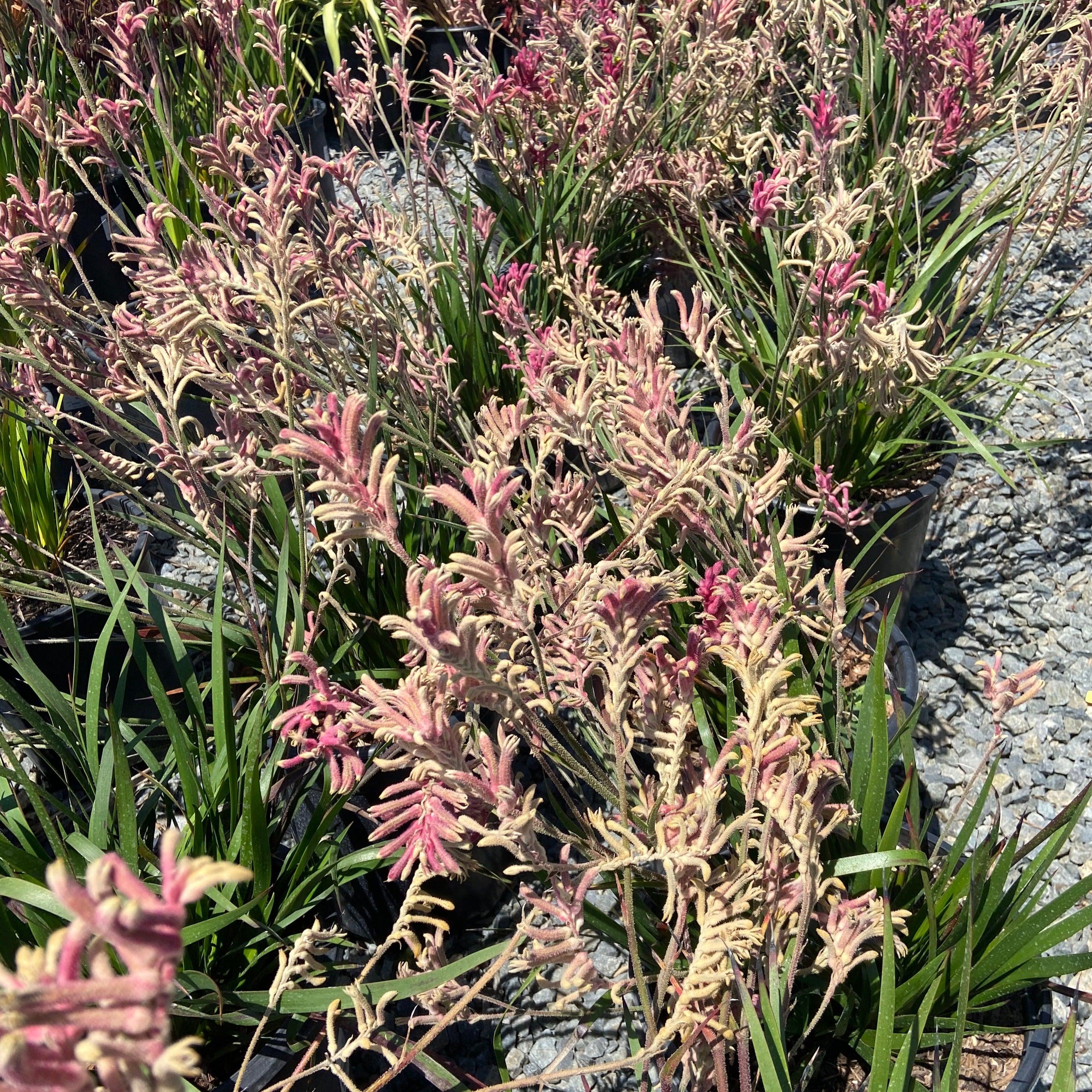 Kanga Pink - Anigozanthos 'Kanga Pink' – Yardwork