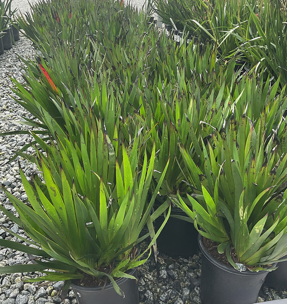 Bush Princess Kagaroo Paw - Anigozanthos 'Bush Princess' (Pink) – Yardwork