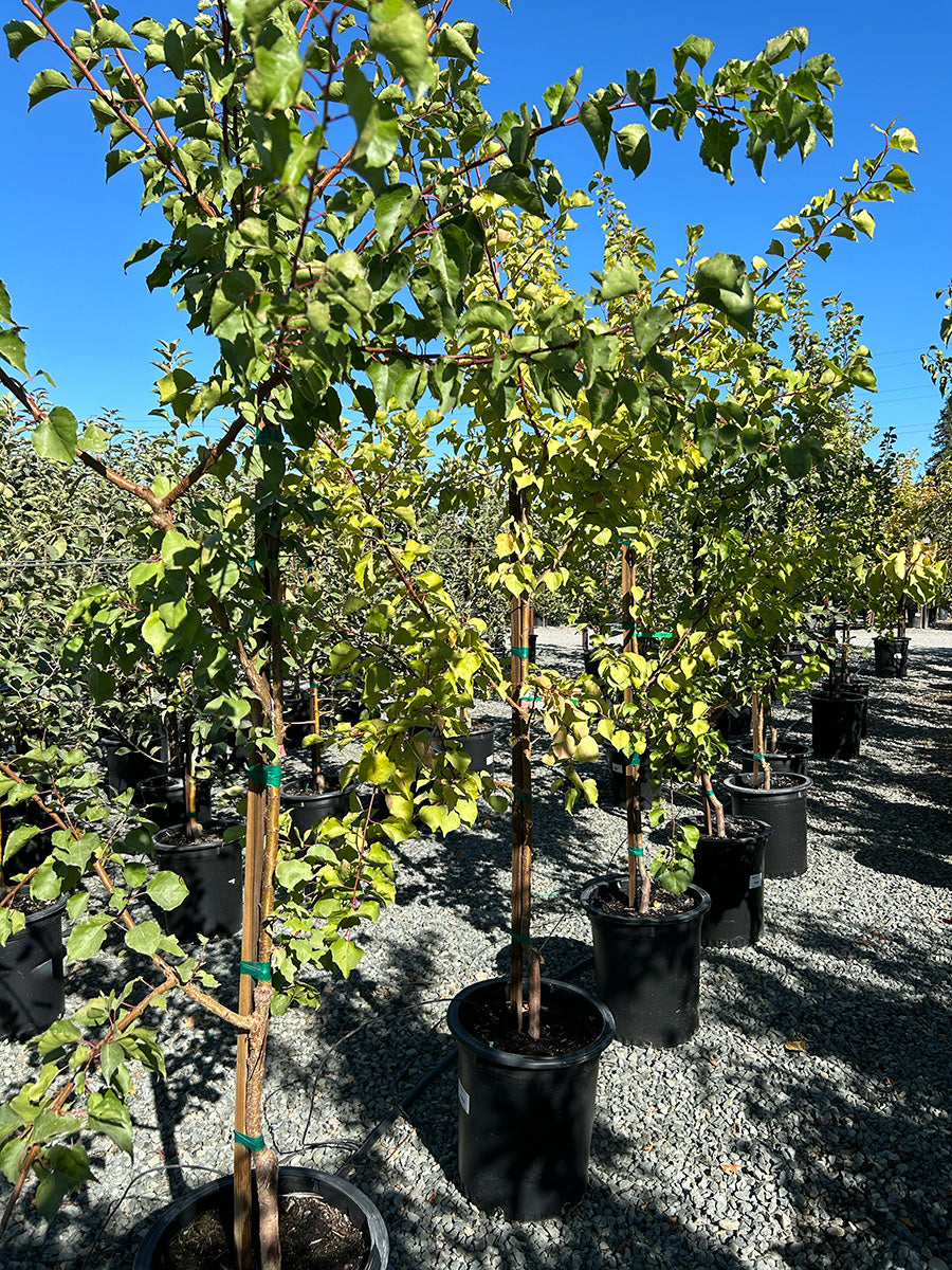 Apricot Tree 'Moorpark' – Yardwork