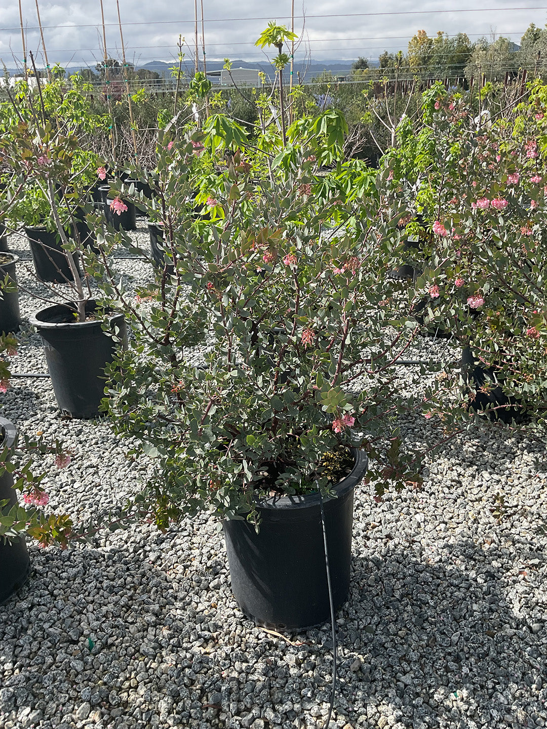 Lester Rowntree Manzanita - Arctostaphylos Lester Rountree – Yardwork