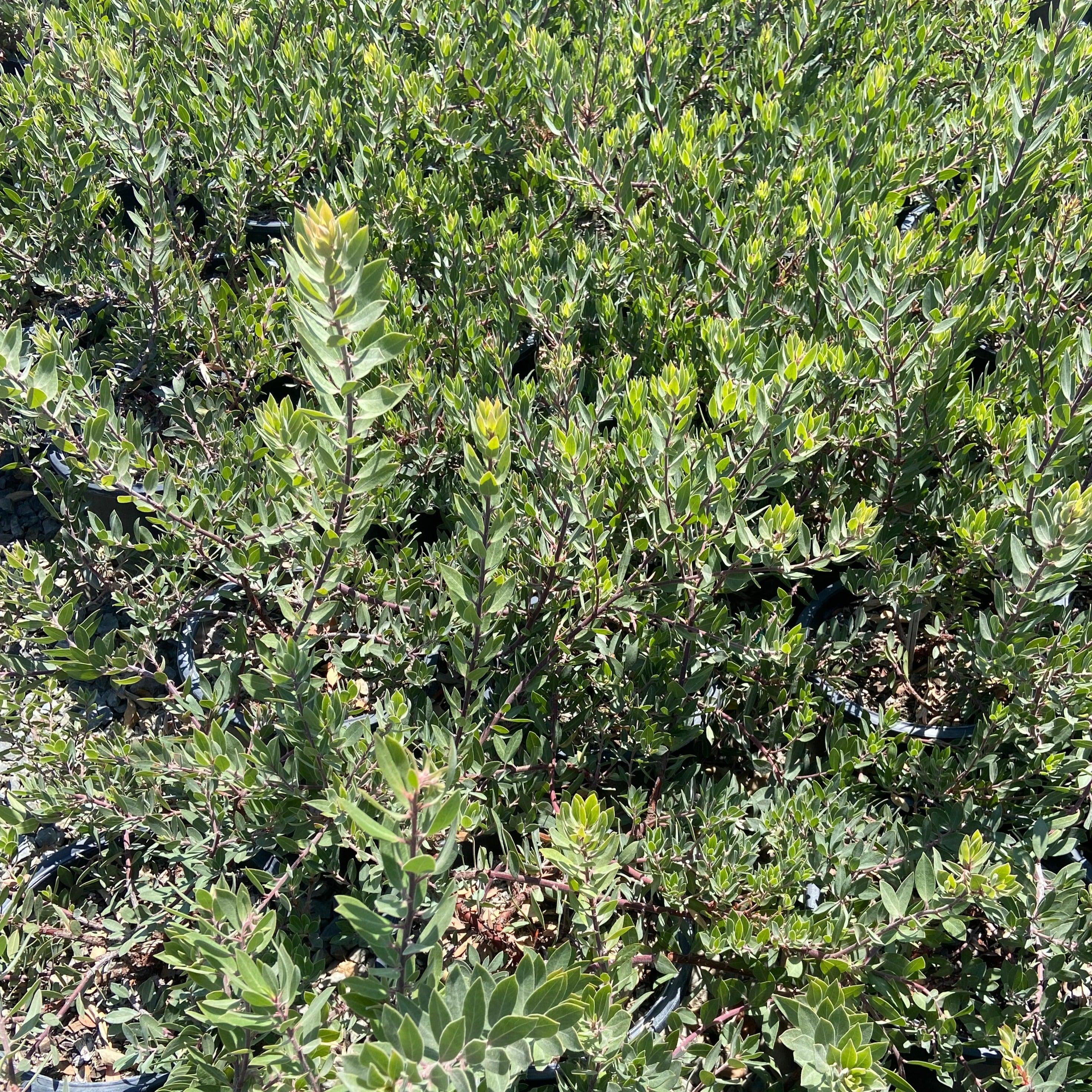 Pacific Mist Manzanita - Arctostaphylos 'Pacific Mist – Yardwork