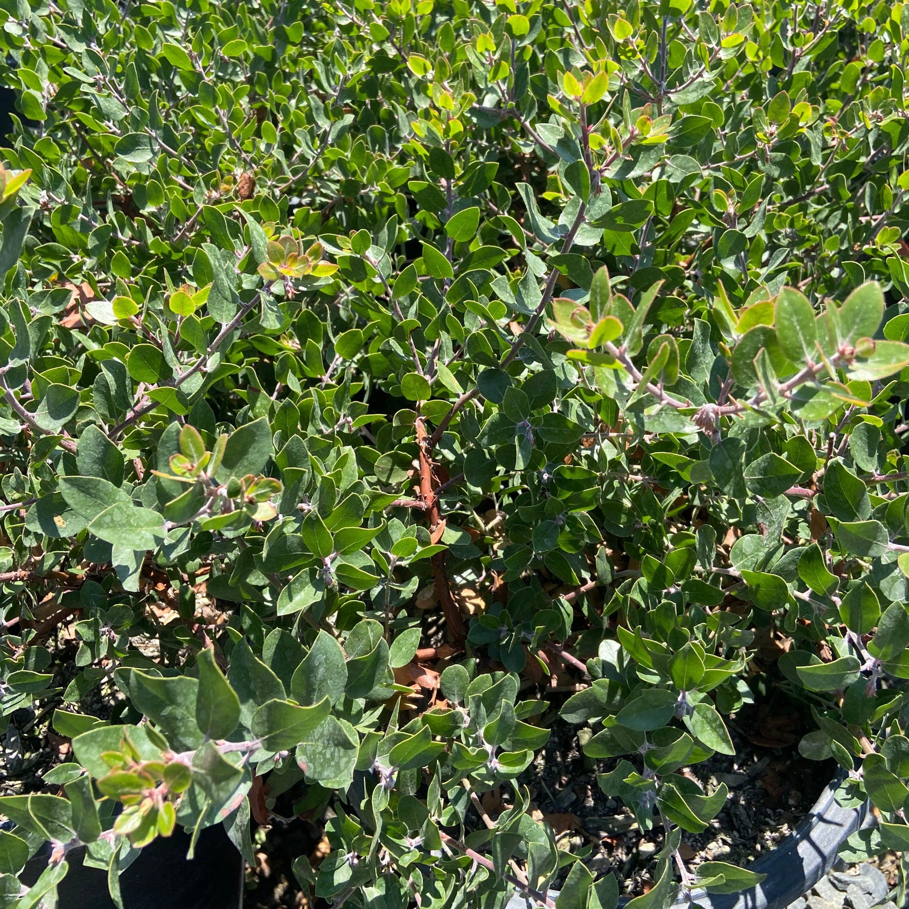 Sunset Manzanita - Arctostaphylos 'Sunset – Yardwork