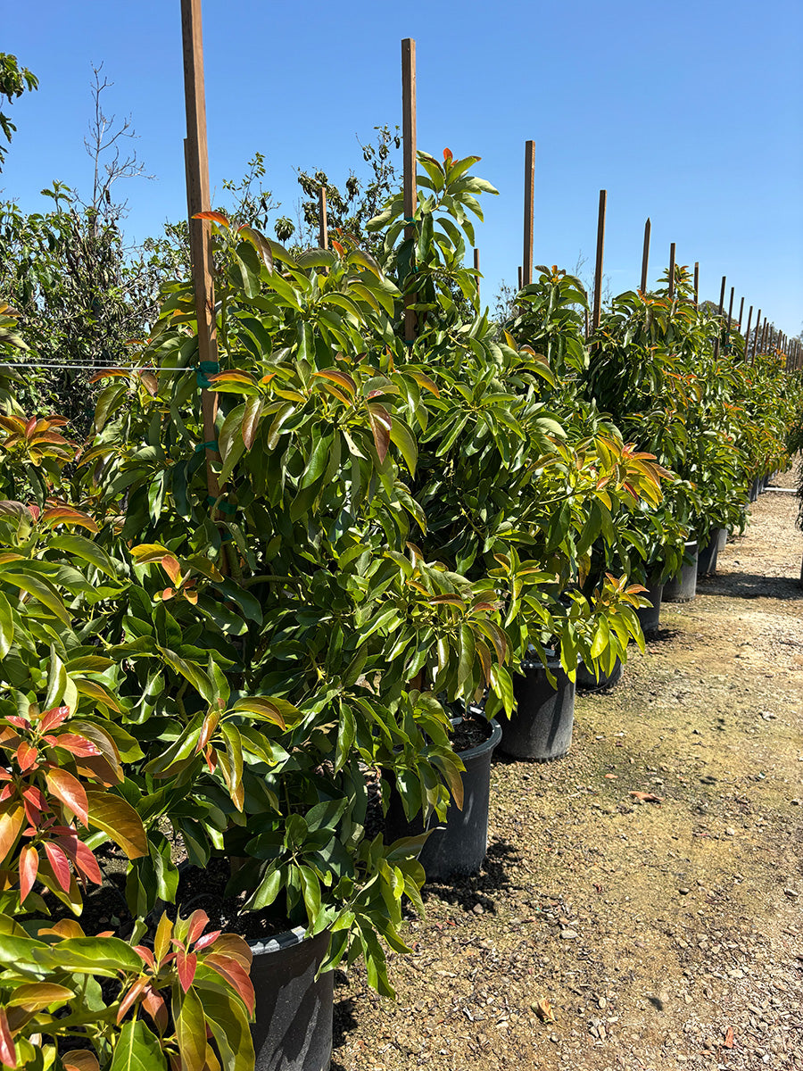 Avocado Tree 'Pinkerton' (Type A) – Yardwork