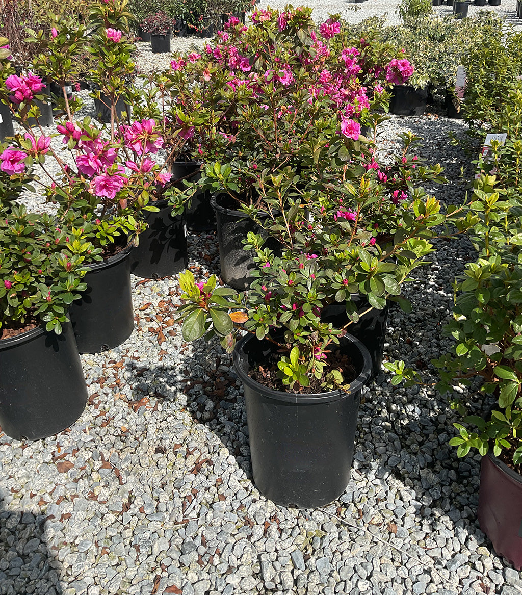 Azalea Happy Days – Yardwork