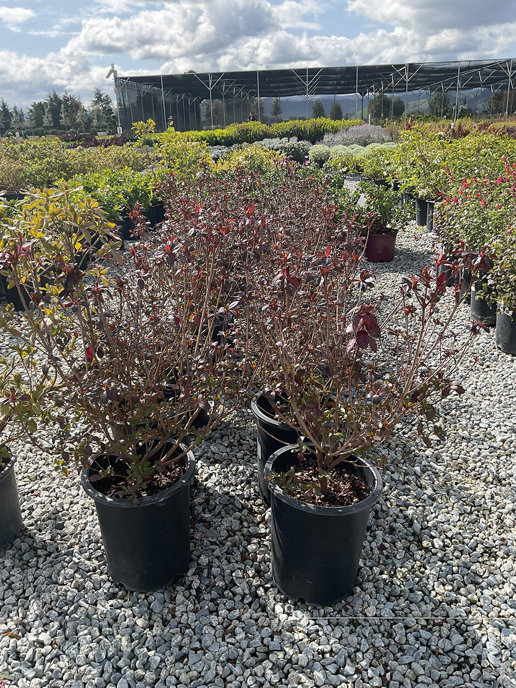 Azalea Wards Ruby – Pulled Nursery