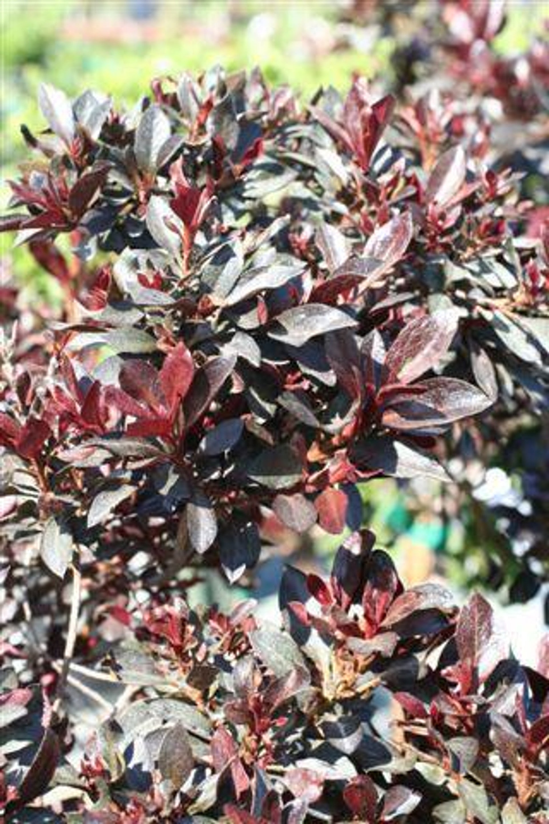 Azalea 'Little John' (Red) – Yardwork