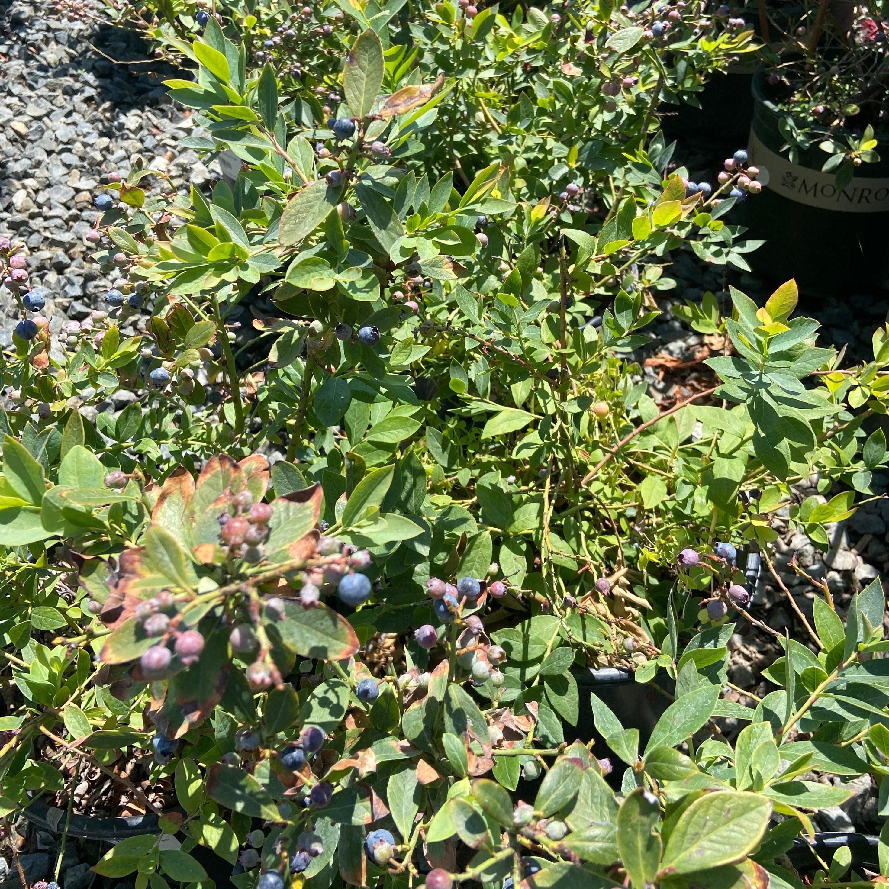 Sunshine Blue Blueberry – Yardwork