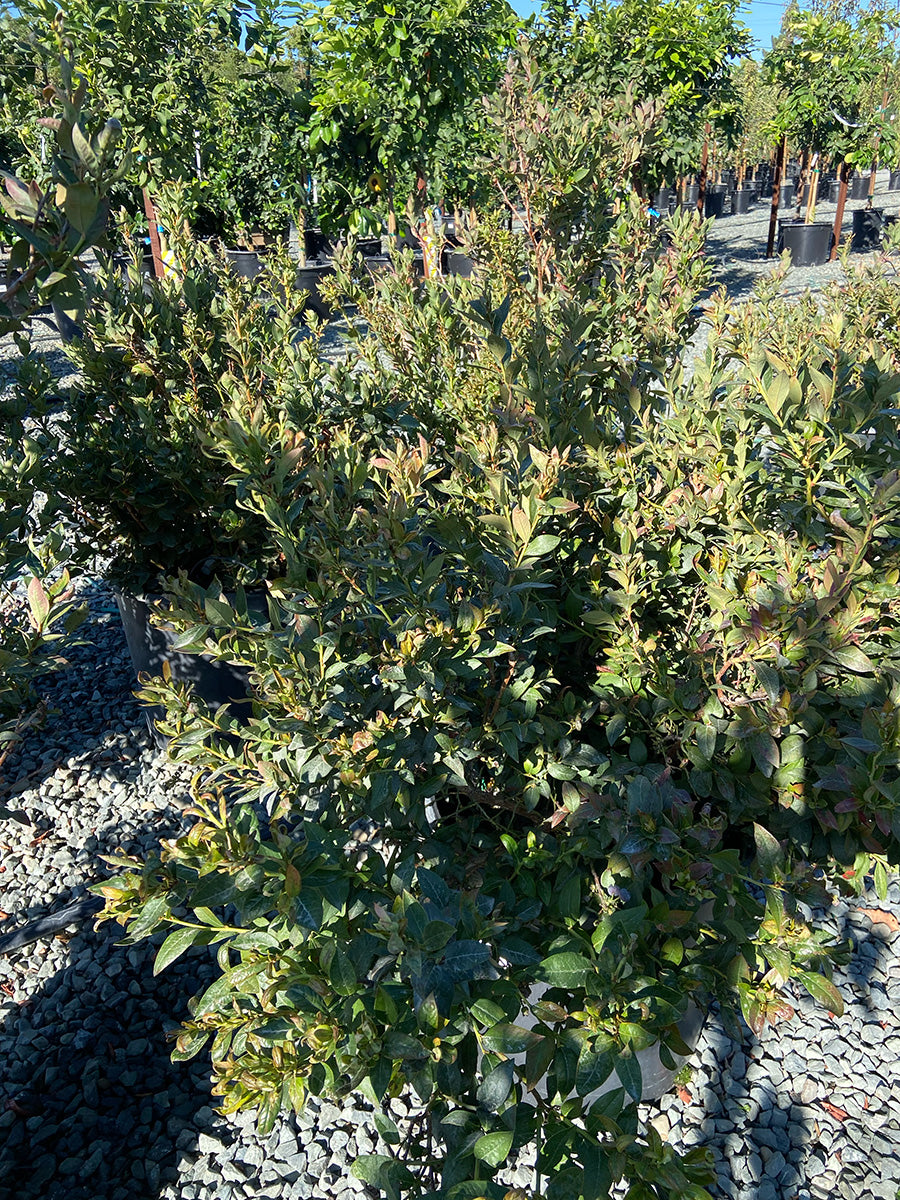 Blueberry Bush 'Legacy' Northern Highbush Late season – Yardwork