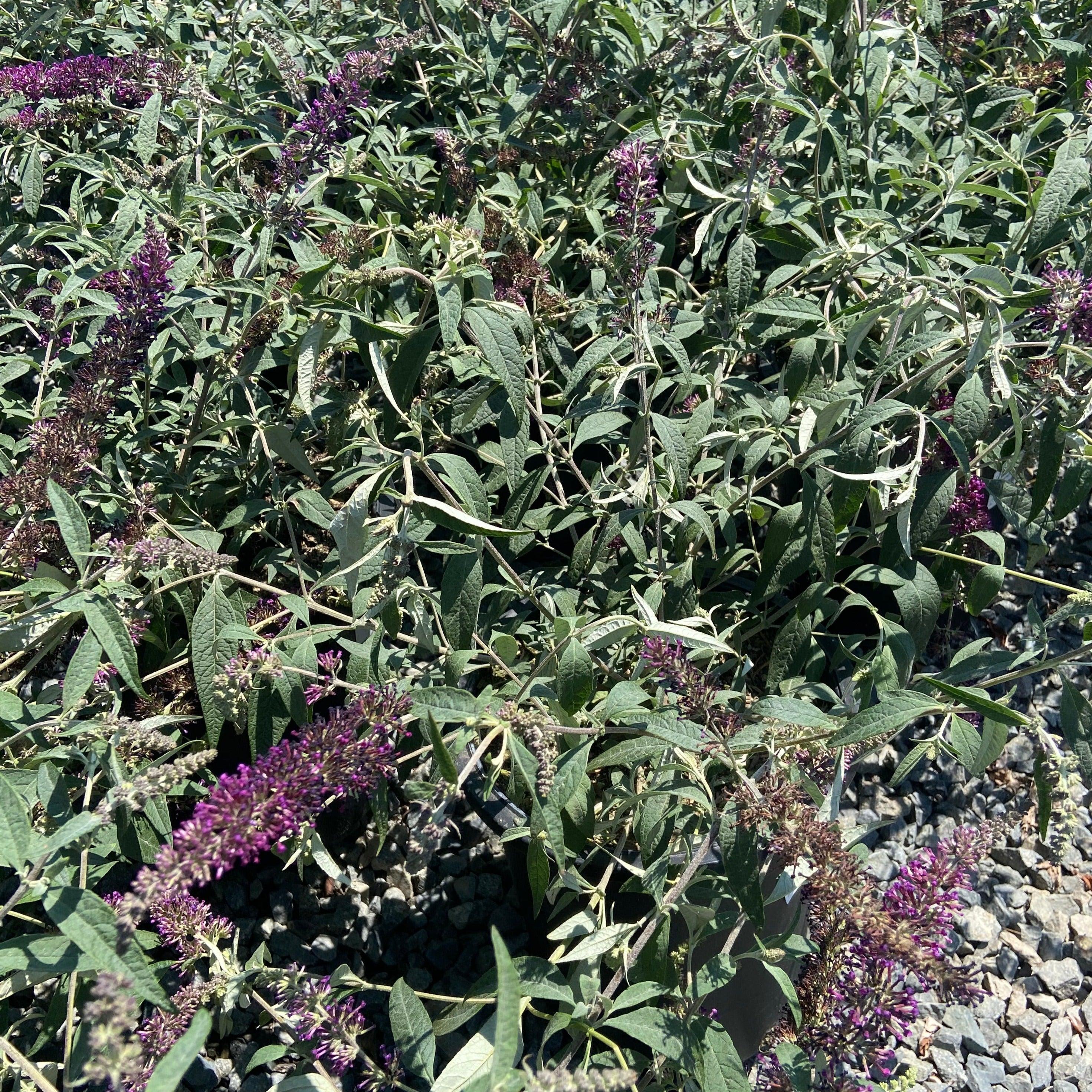 Buzz Violet Butterfly Bush - Buddleja davidii 'Buzz Violet' – Yardwork
