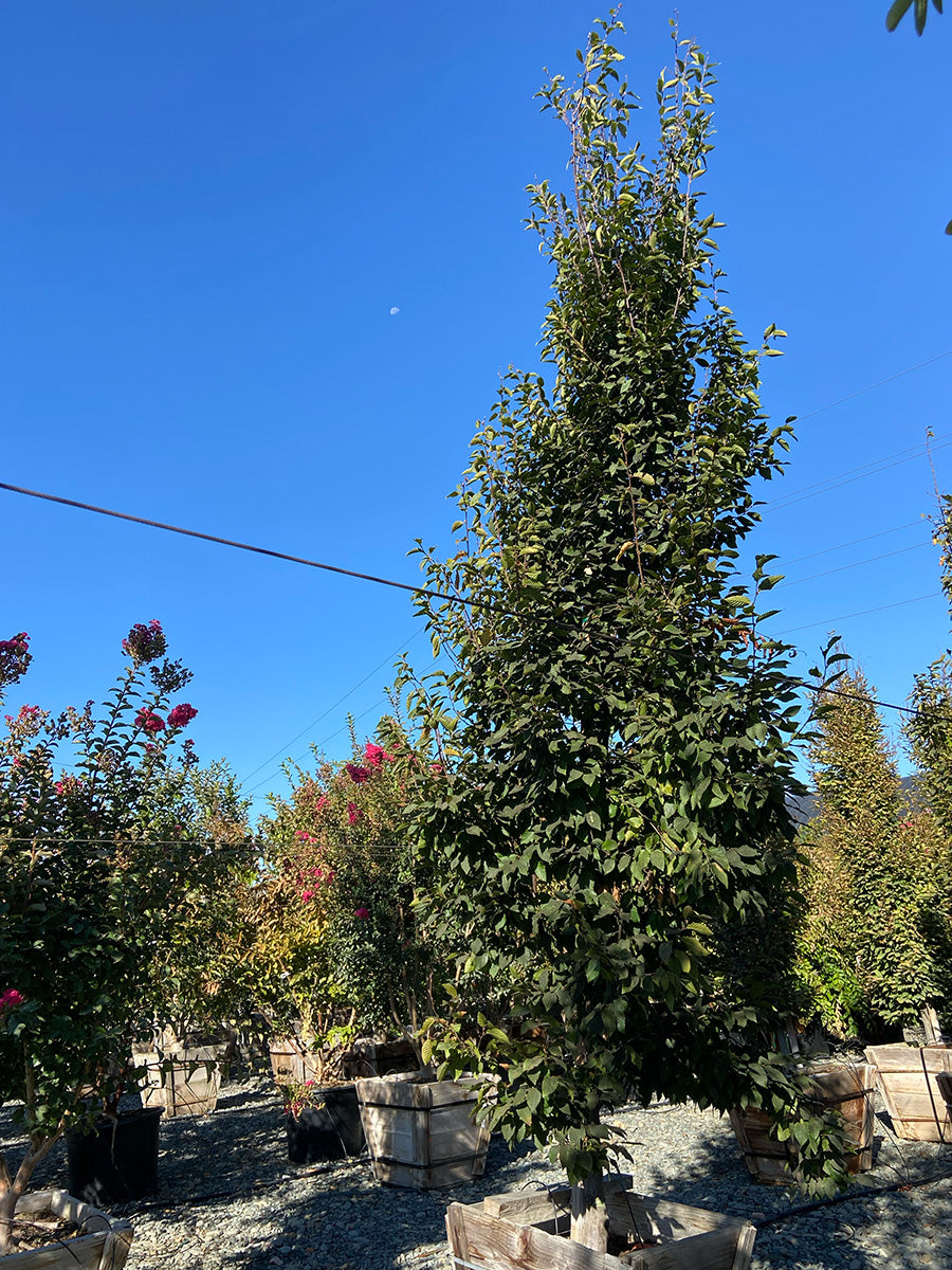 Frans Fontaine Columnar European Hornbeam - Carpinus betulus 'Frans Fo ...