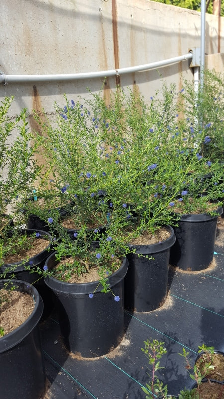 Ceanothus Concha (California Lilac) – Yardwork