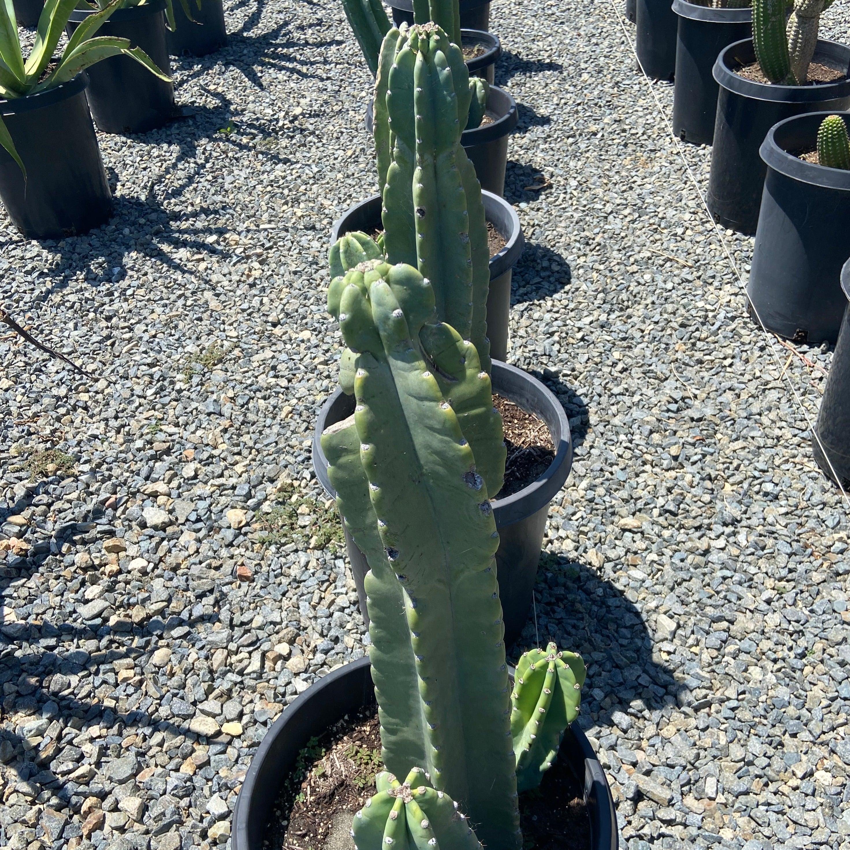 Peruvian Apple Cactus - Cereus peruvianus – Pulled Nursery