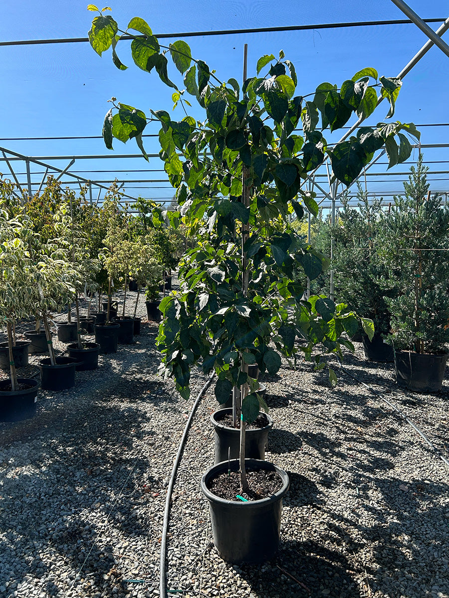 Eddie’s White Wonder Dogwood - Cornus 'Eddie's White Wonder' – Yardwork