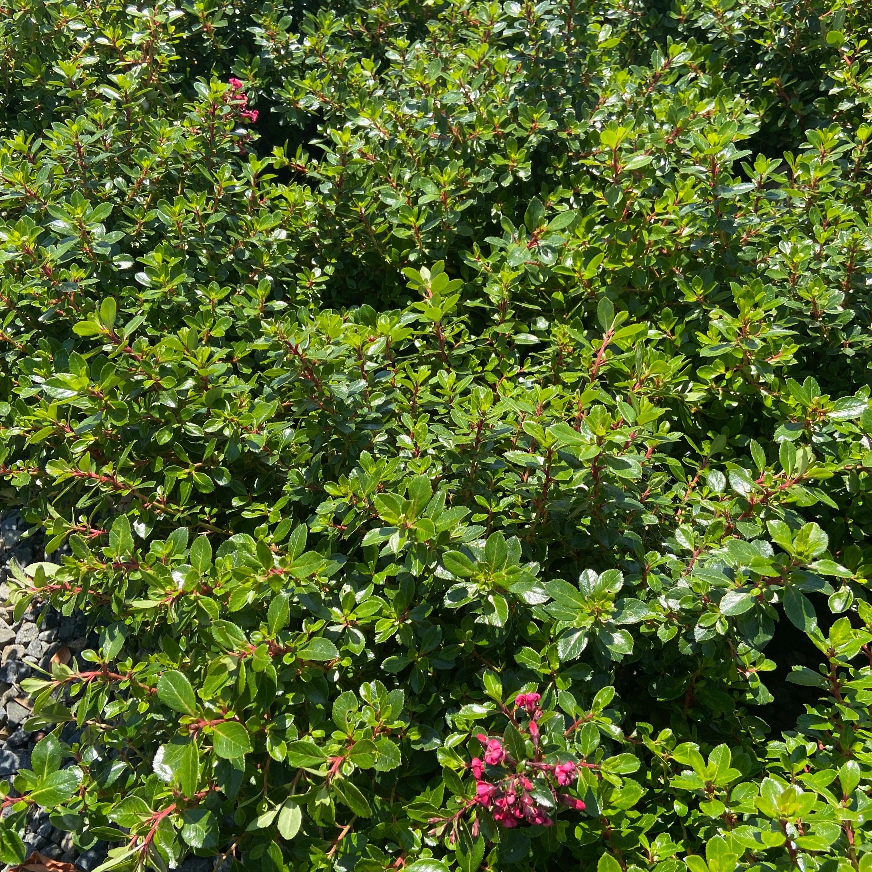 Compact Escallonia - Escallonia 'Compacta – Yardwork