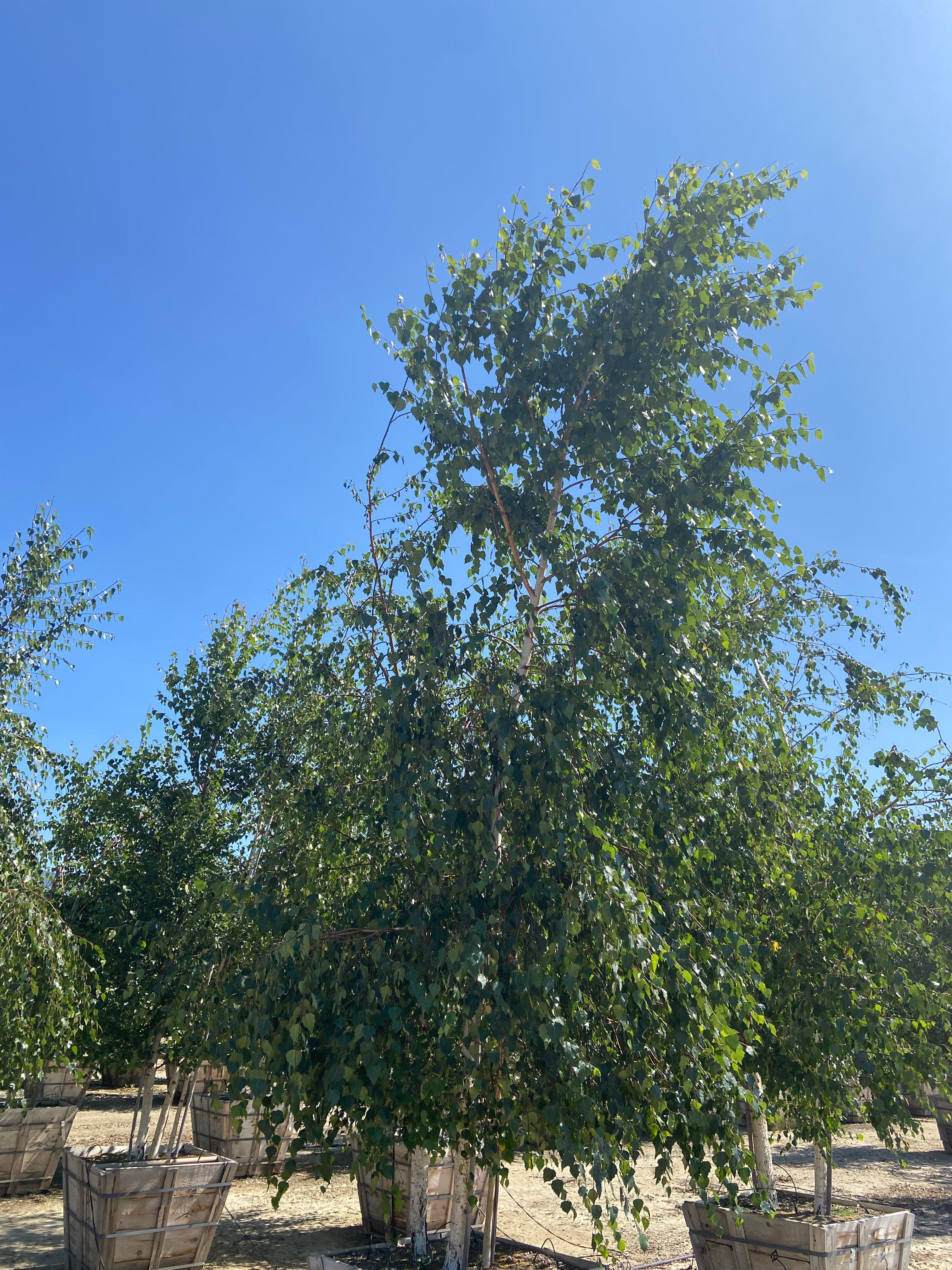 European White Birch (Betula pendula) – Yardwork