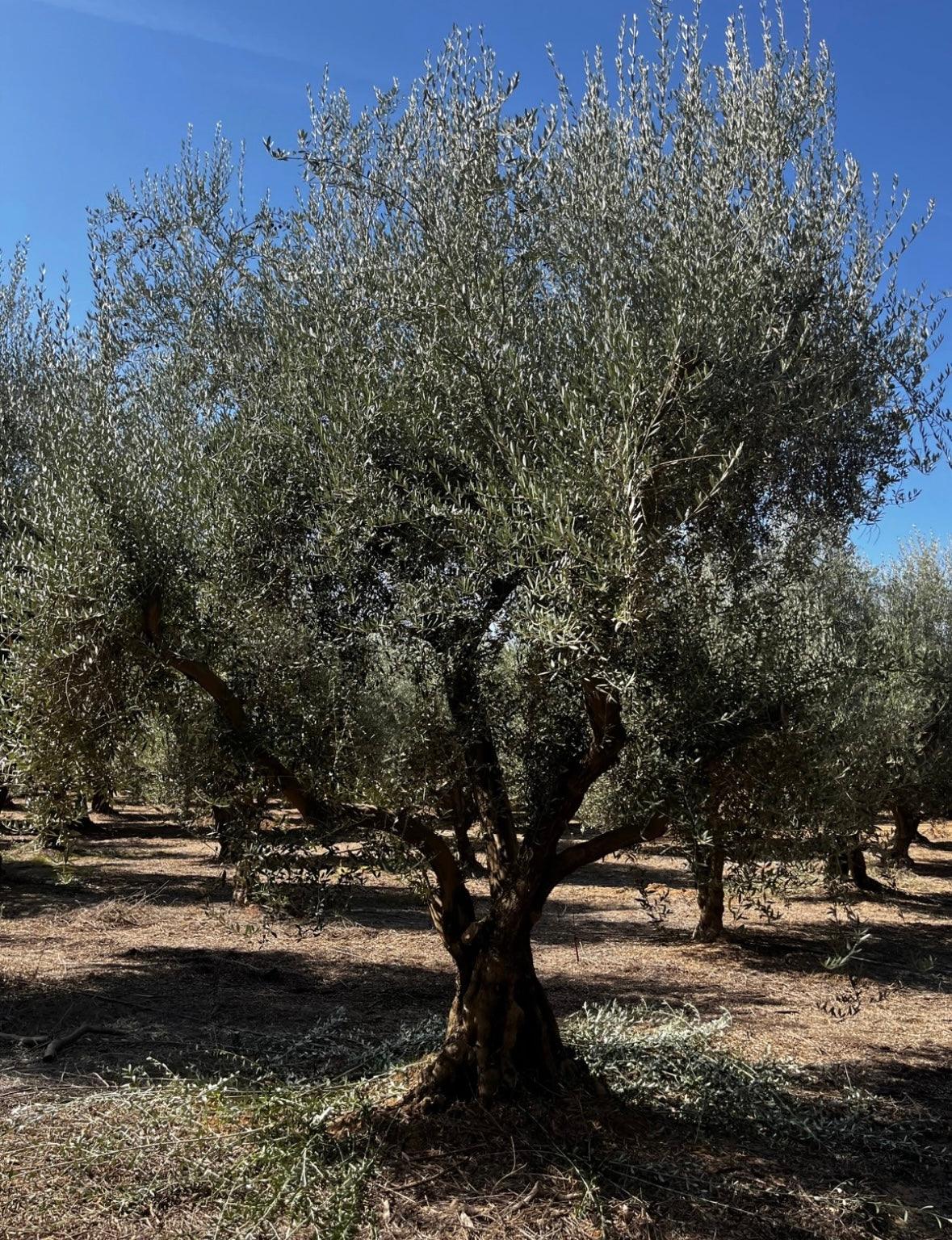 Manzanillo Fruiting Olive Tree (Olea europaea 'Manzanillo') – Yardwork