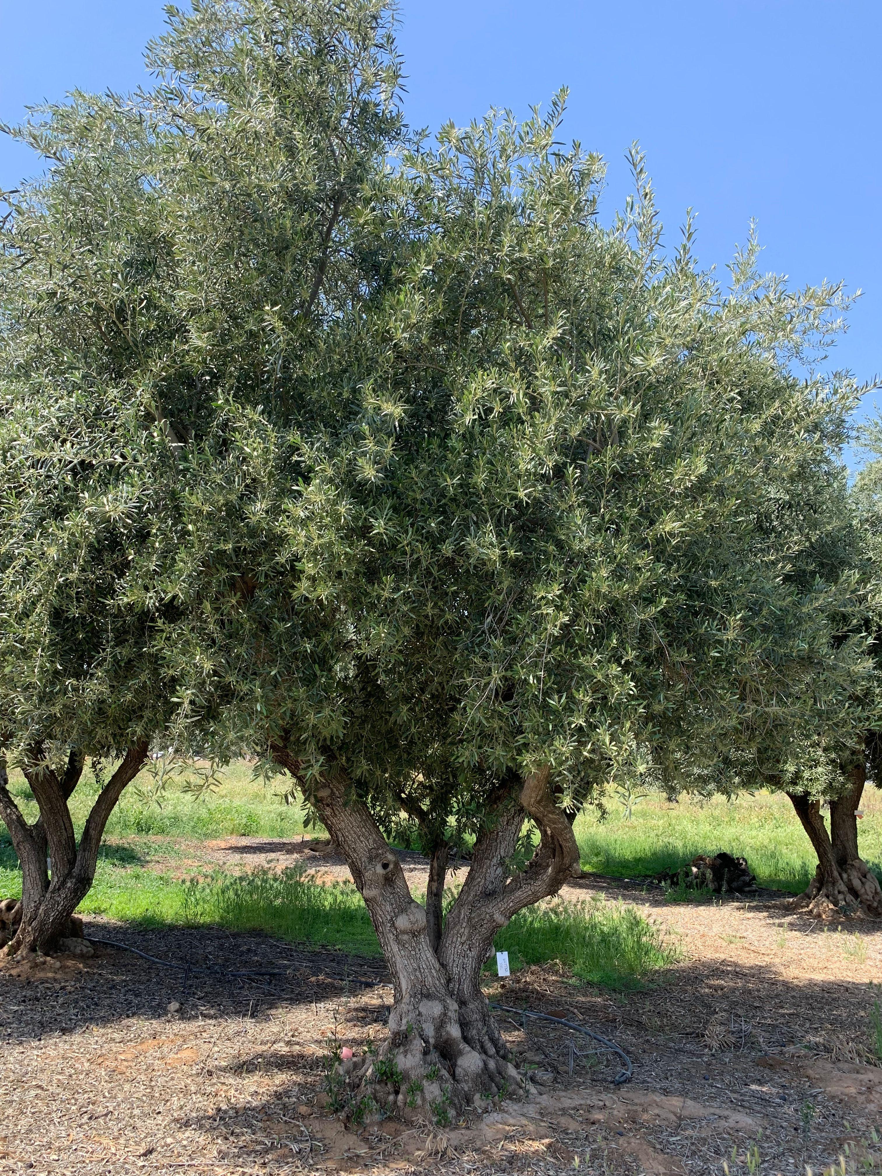 Sevillano Olive Tree for Sale | 100+ Year Old Olive Trees for Sale ...