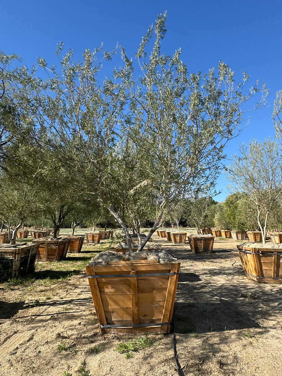 Desert Ironwood Tree - Olneya Tesota – Yardwork