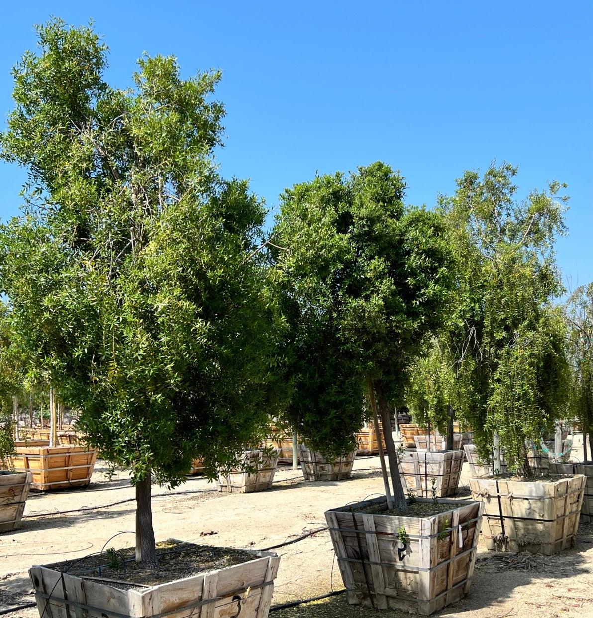 Mayten Tree (Maytenus boaria) – Yardwork