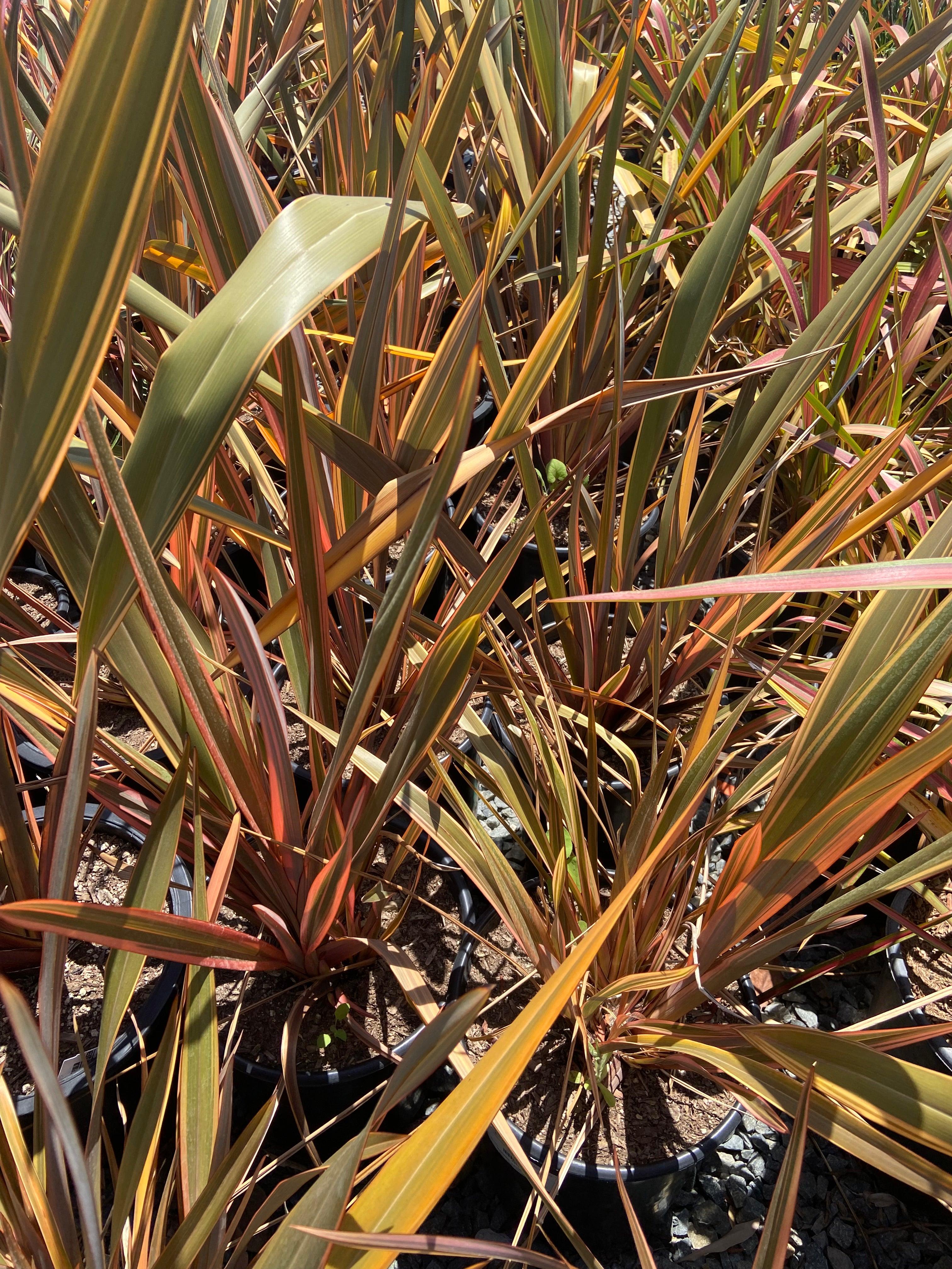 New Zealand Flax - Phormium – Yardwork