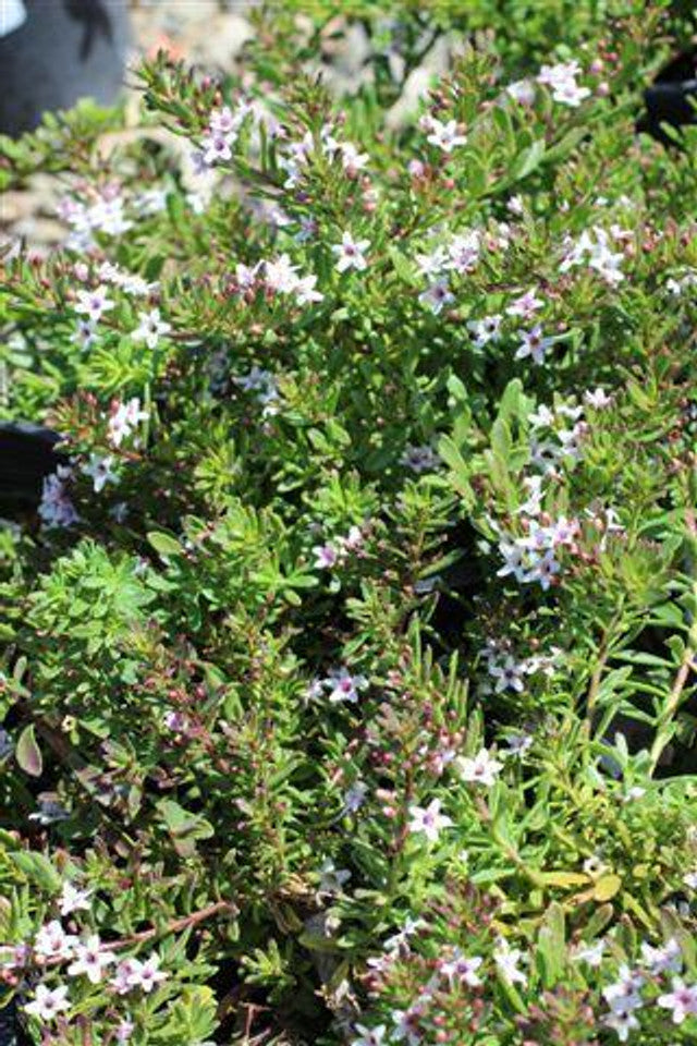 Pink Prostrate Myoporum - Myoporum parvifolium 'Pink' – Yardwork