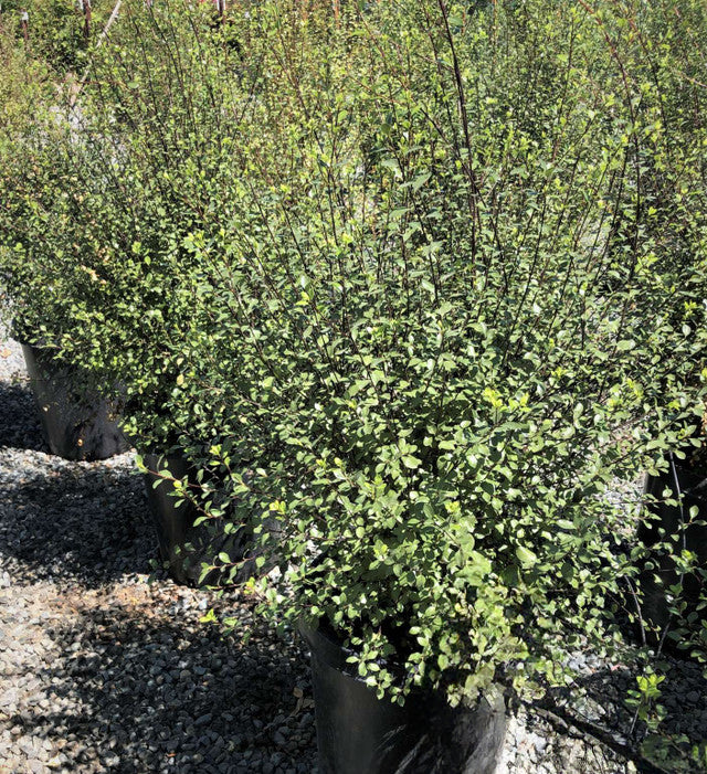 Pittosporum Silver Sheen - Pittosporum tenuifolium 'Silver Sheen ...