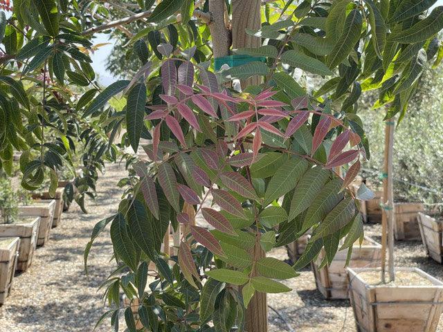 Red Push Pistache Tree for Sale | Pistachia Red Push – Yardwork