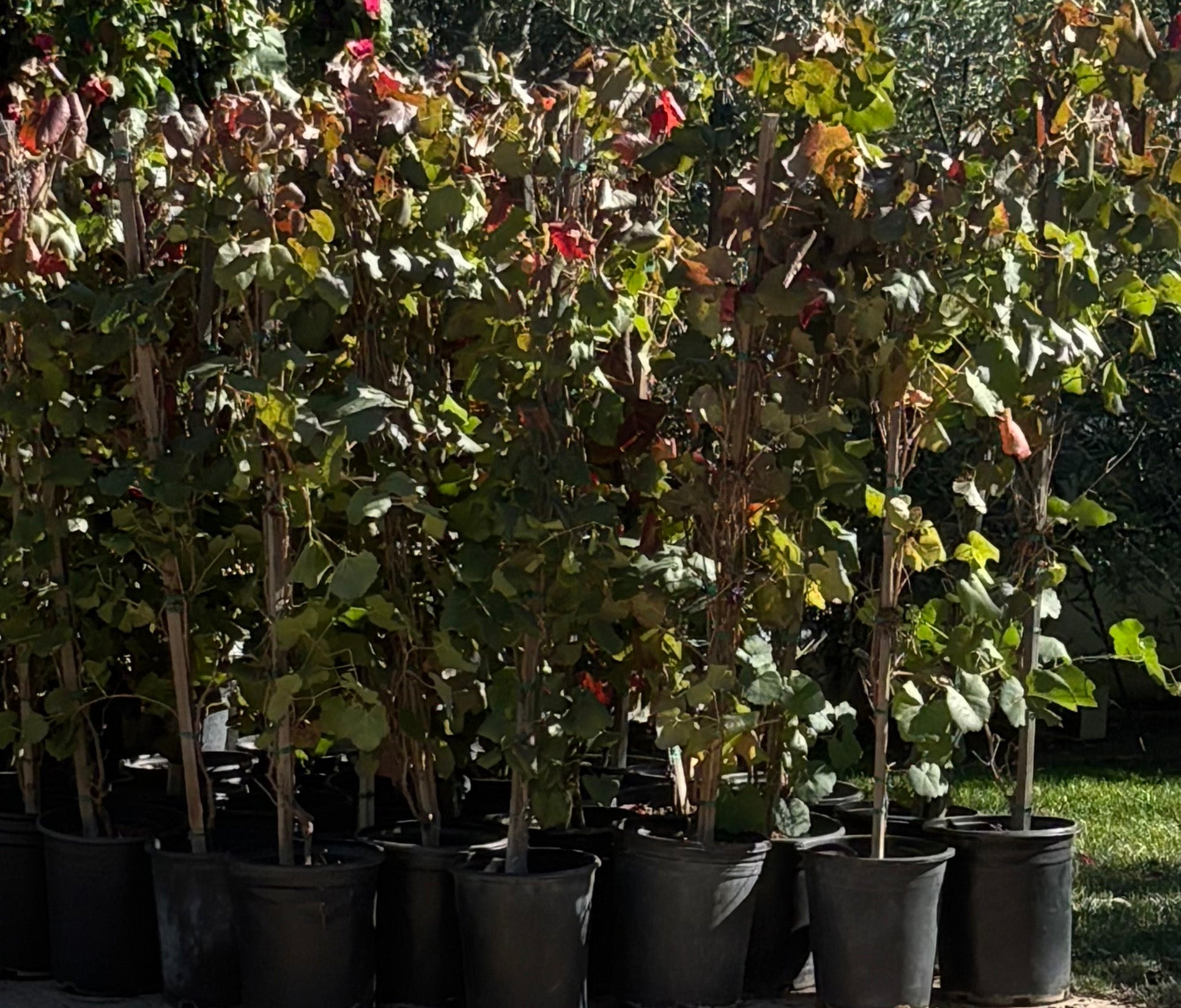 Rogers Red Grape - Vitis California Rogers Red – Yardwork