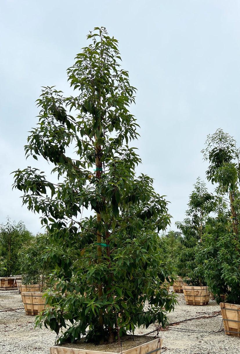 Brisbane Box Tree - Tristania – Yardwork