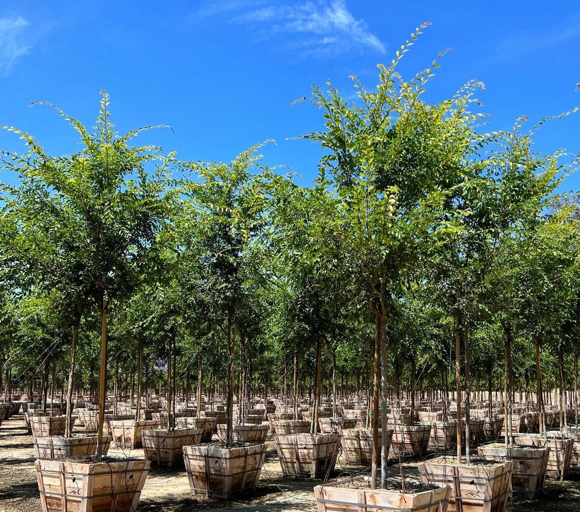 Chinese Elm True Green - Ulmus Parvifolia 'True Green' – Yardwork