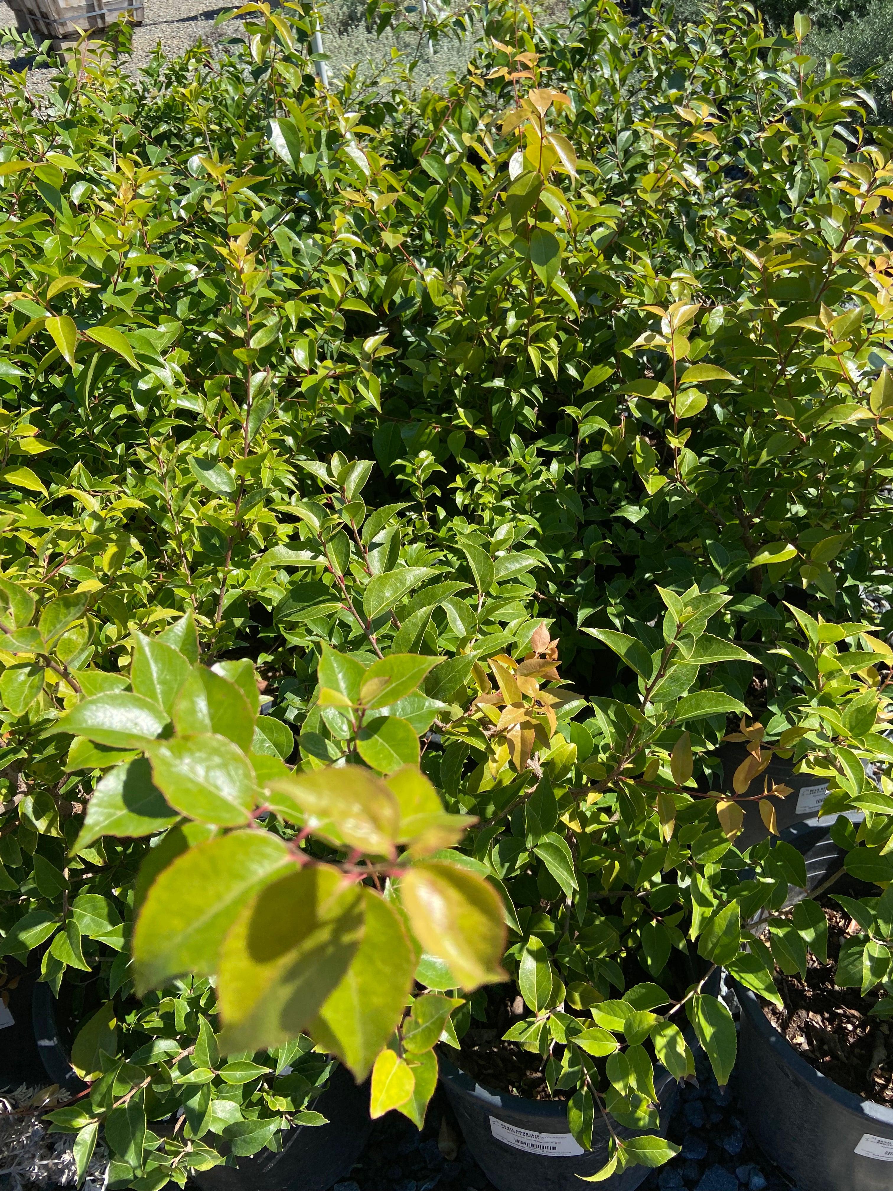 Xylosma – Yardwork