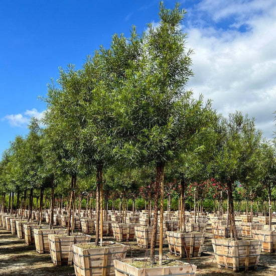 Mature Trees for Sale | Large Trees for Sale Online | Yardwork Nursery